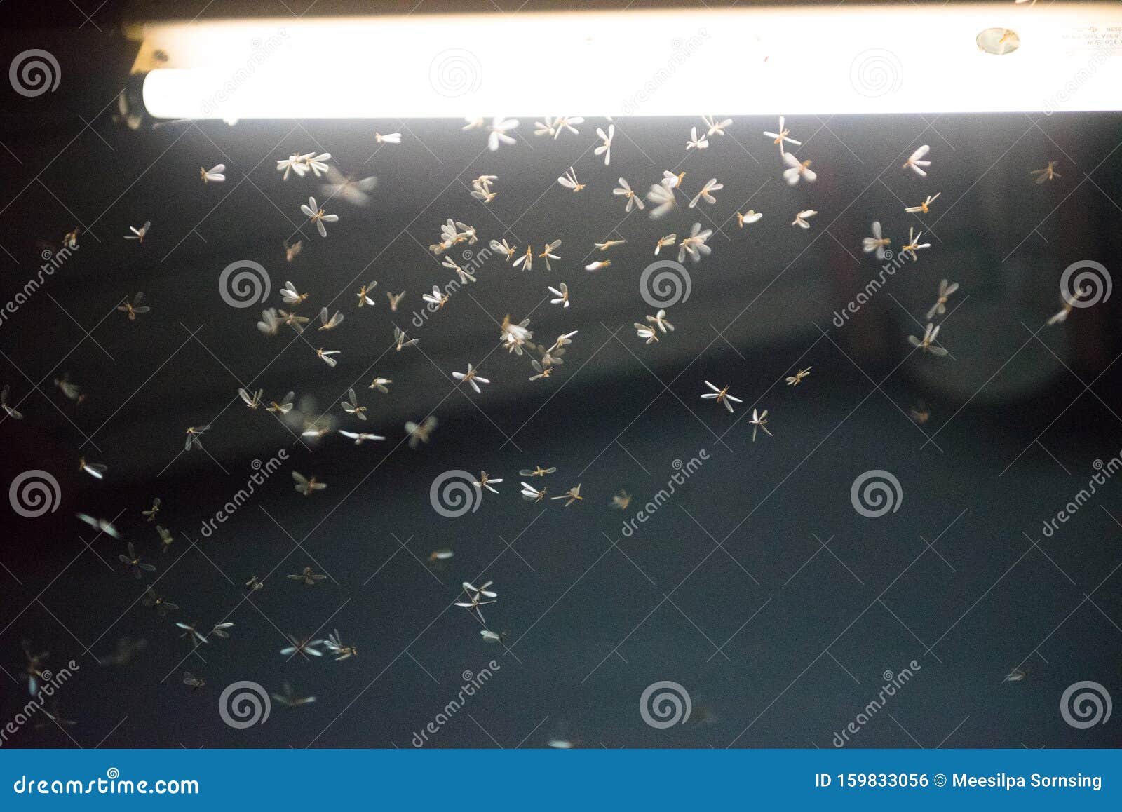 Moth Flying in the Fire ,the Neon Light in Night Time, it& X27;s ...