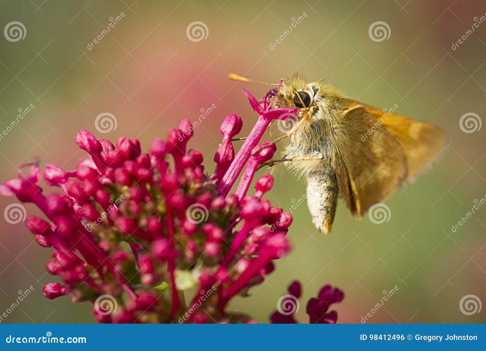 Moth gathers nectar. stock photo. Image of beauty, moth - 98412496