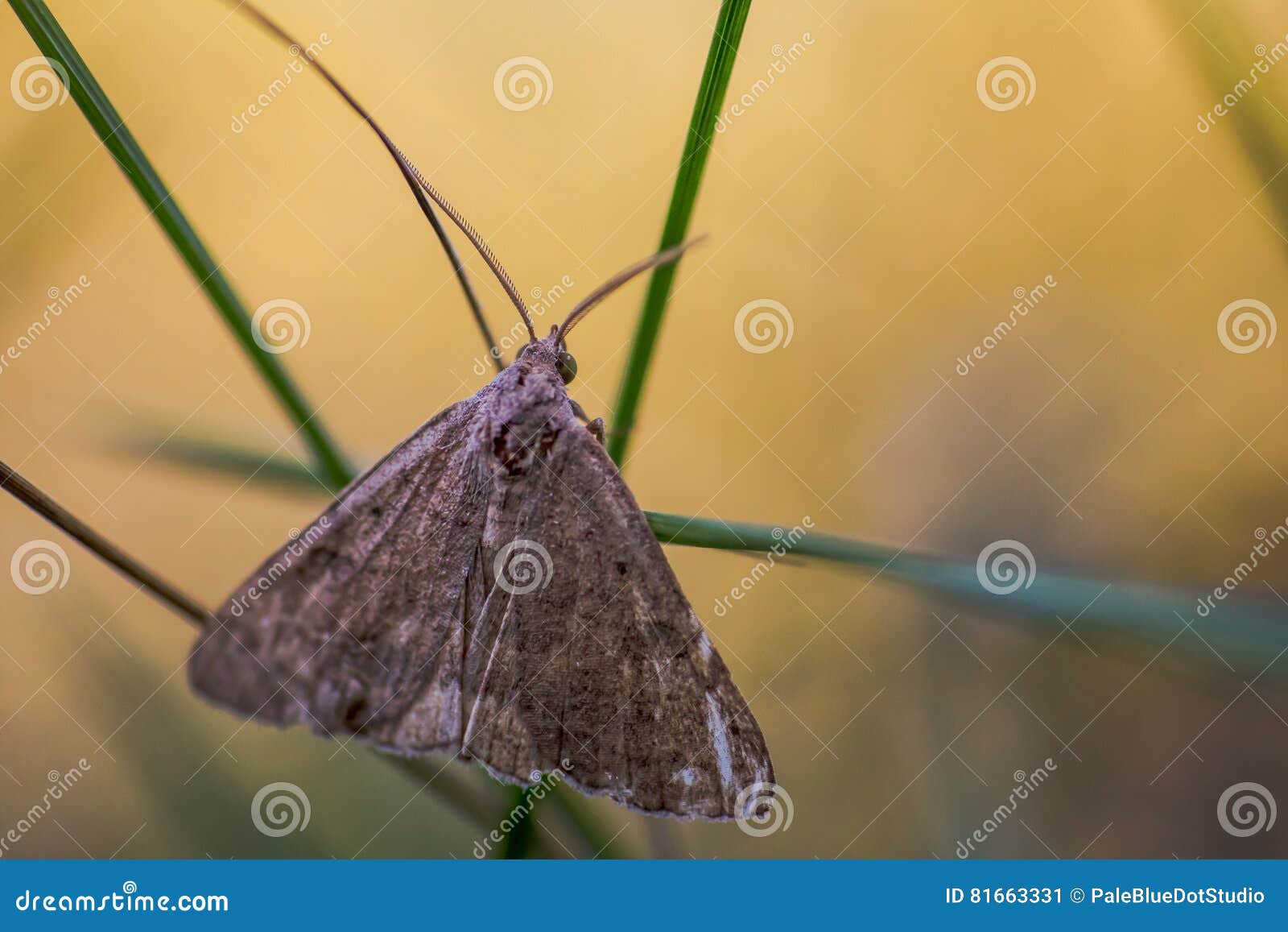 Moth in Golden stock image. Image of wings, ground, moth - 81663331