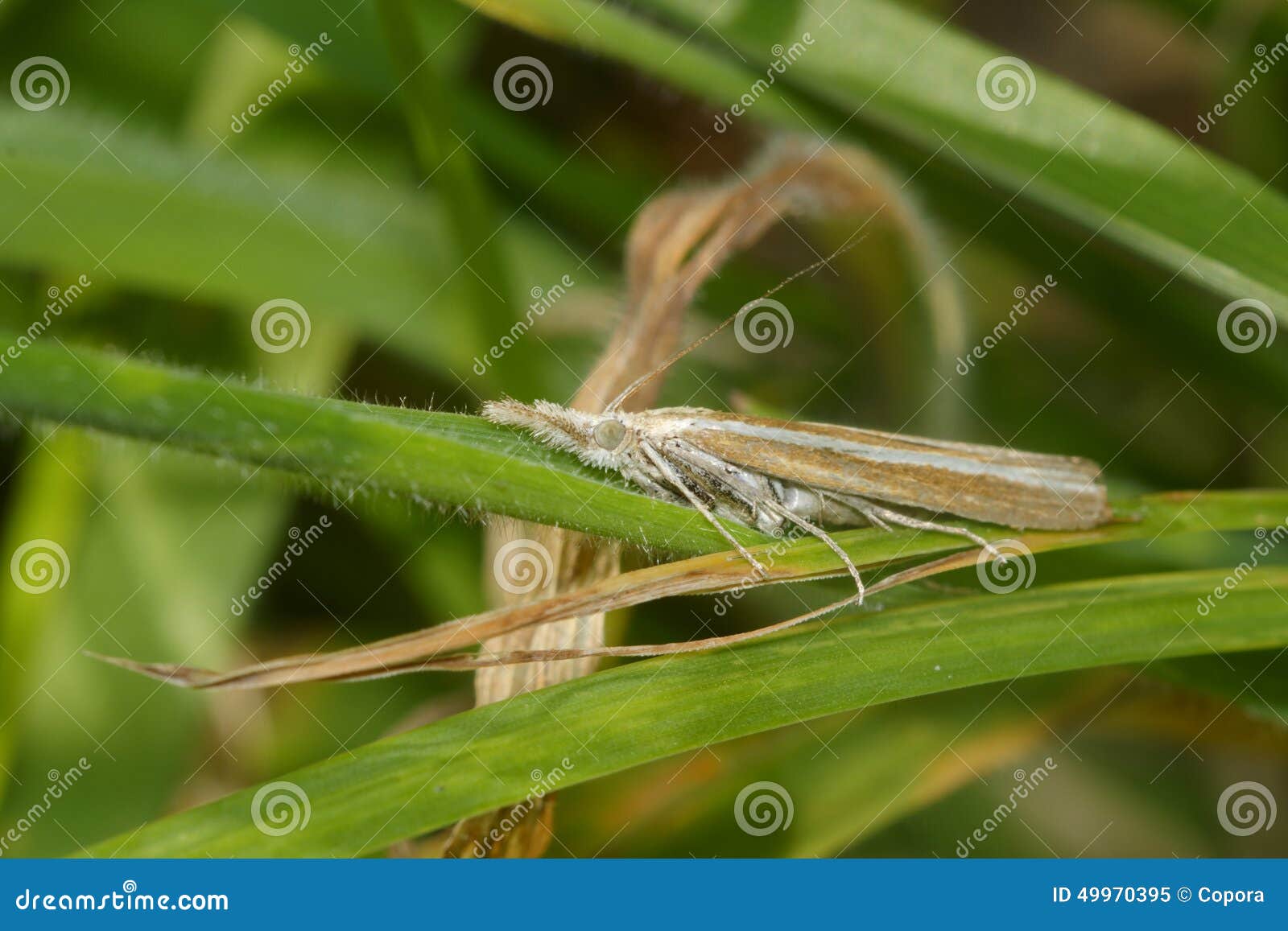 Moth in the grass stock image. Image of nomophila, nearctica - 49970395