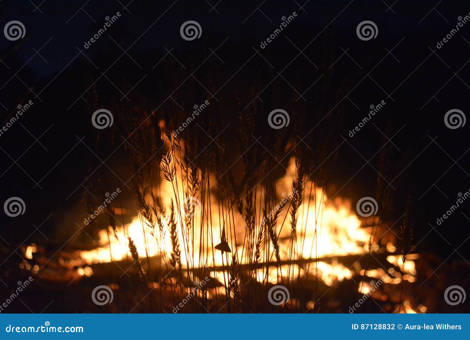 Moth on Grass Stem with Fire in Background Stock Photo - Image of ...