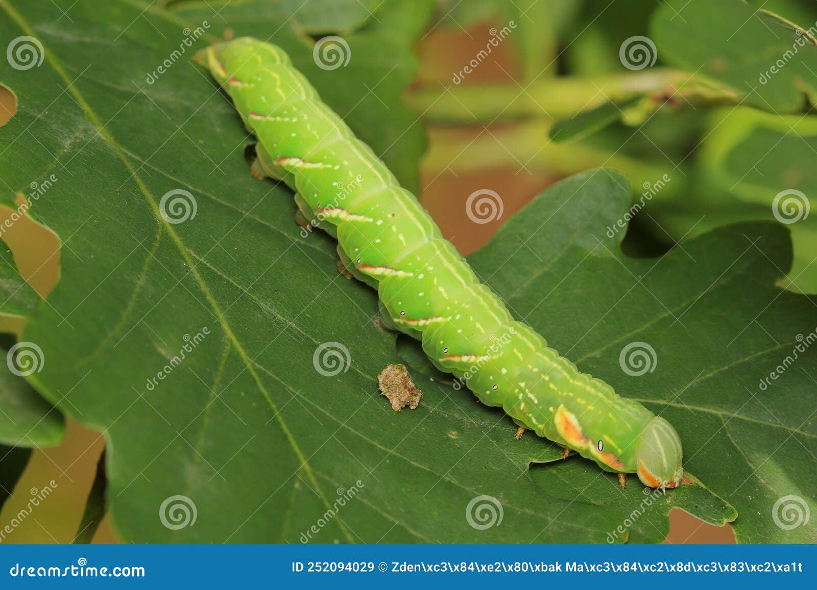 The Moth - the Great Prominent (Peridea Anceps) Larvae (caterpillar ...