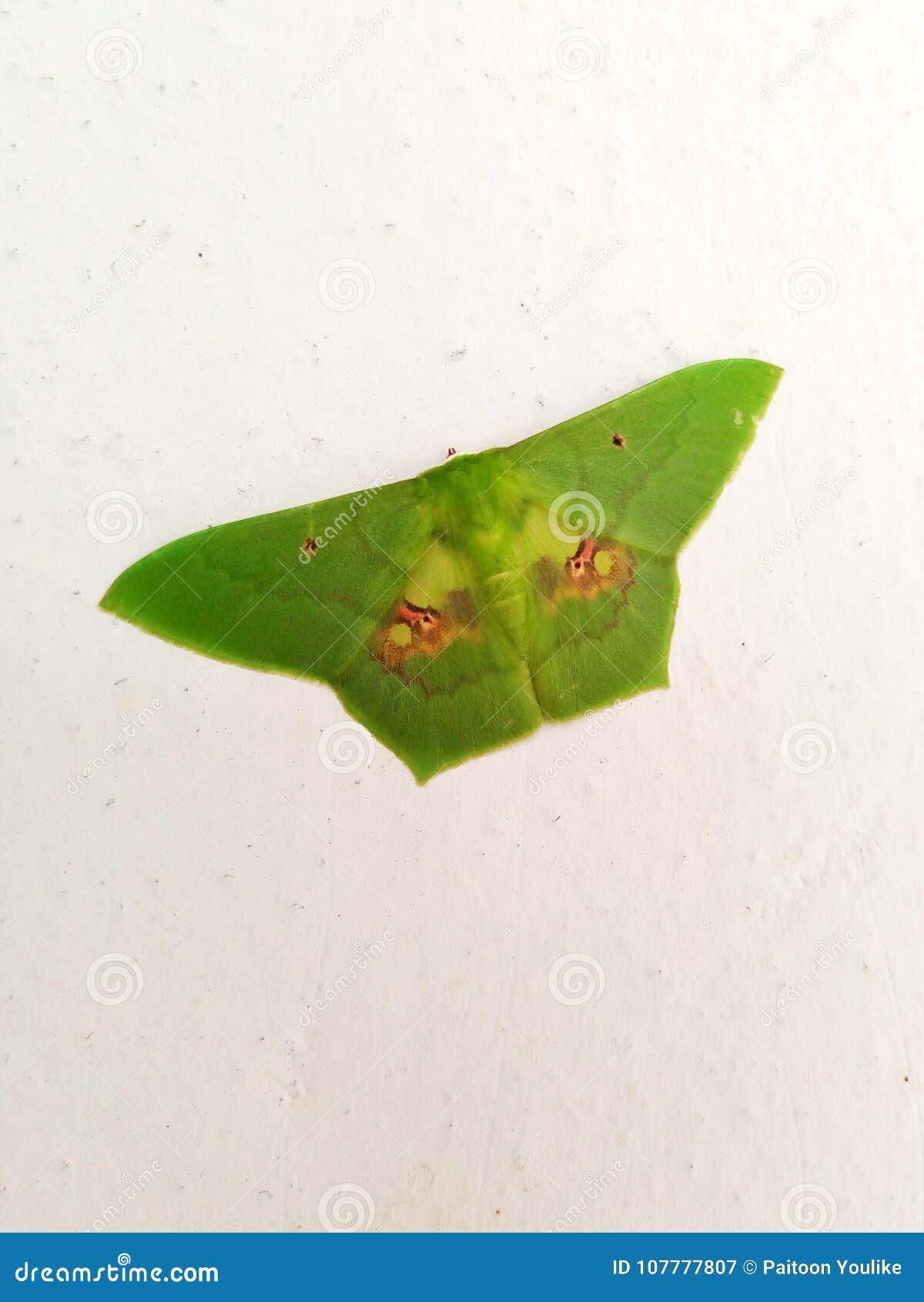Moth green color stock image. Image of animal, cute - 107777807