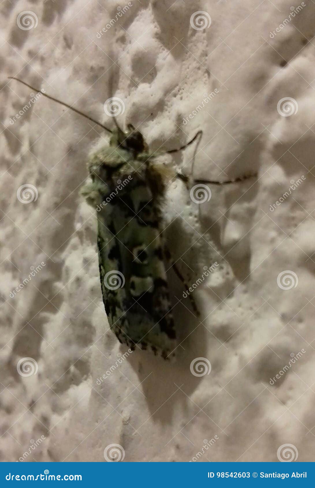 Moth stock image. Image of flight, latitude, colors, green - 98542603