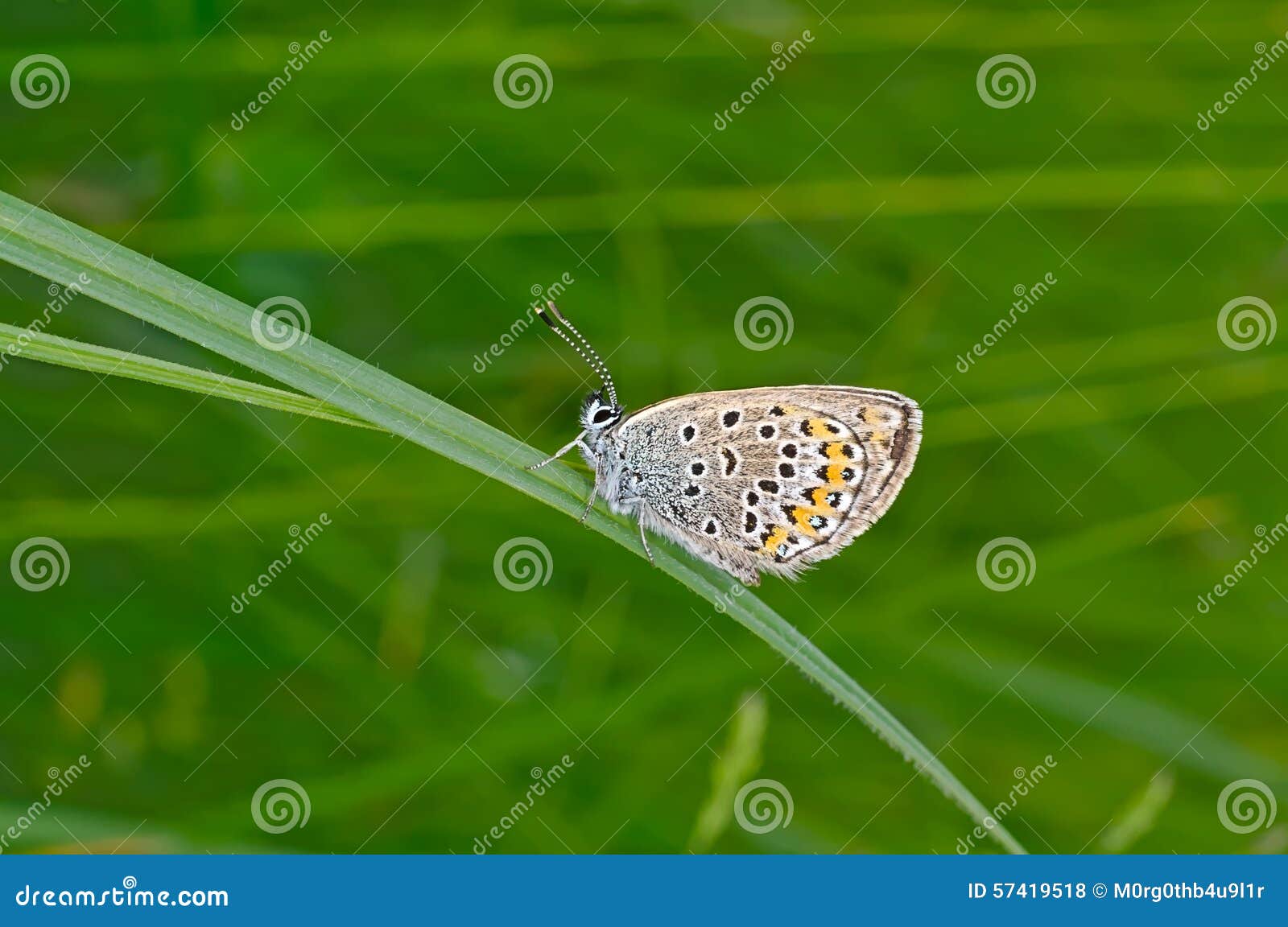 Moth on green haulm. stock photo. Image of green, wildlife - 57419518