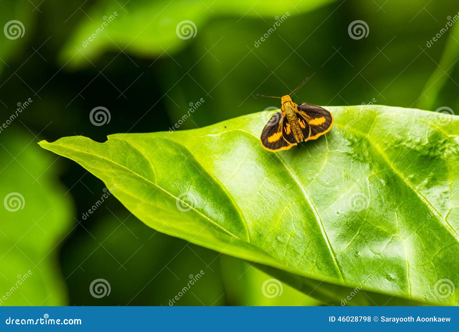 Moth stock photo. Image of wildlife, animals, plant, leaf - 46028798