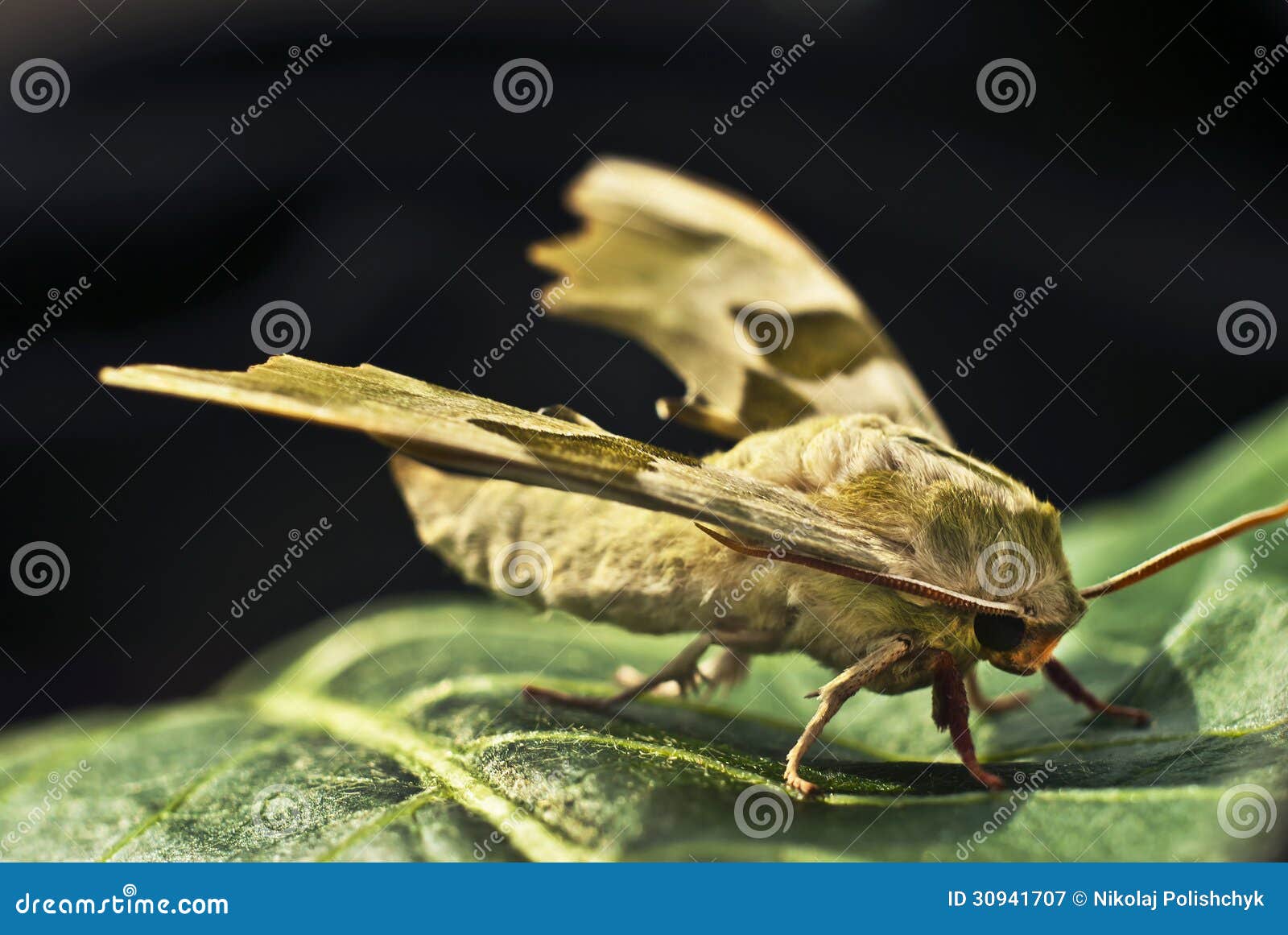 Moth on a Green Leaf. Macro. Stock Image - Image of moth, camouflage ...