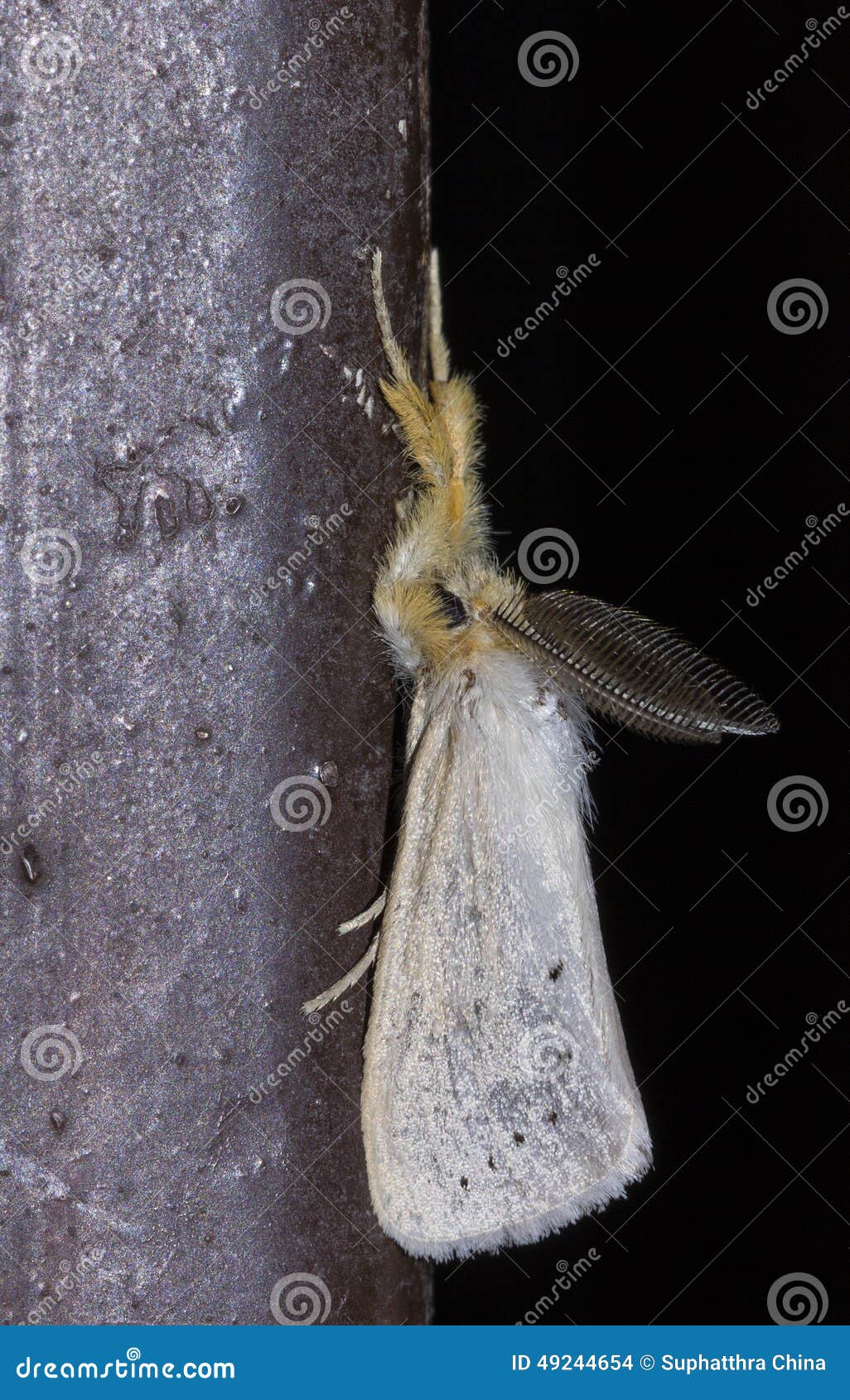 Moth stock photo. Image of moth, closeup, wildlife, nature - 49244654