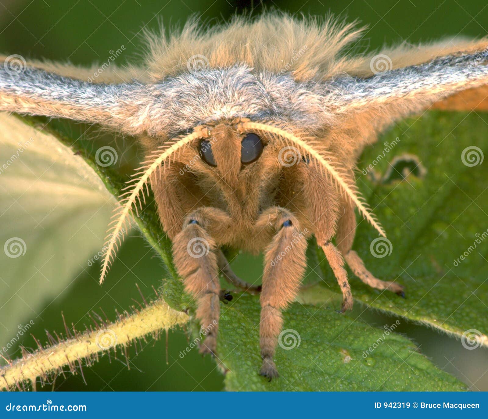 Moth Head Royalty Free Stock Images - Image: 942319