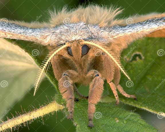 Moth Head stock image. Image of polyphemus, macro, outdoors - 942319