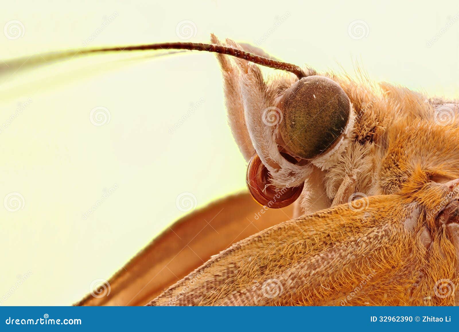 A moth head close-up stock photo. Image of field, tarantula - 32962390