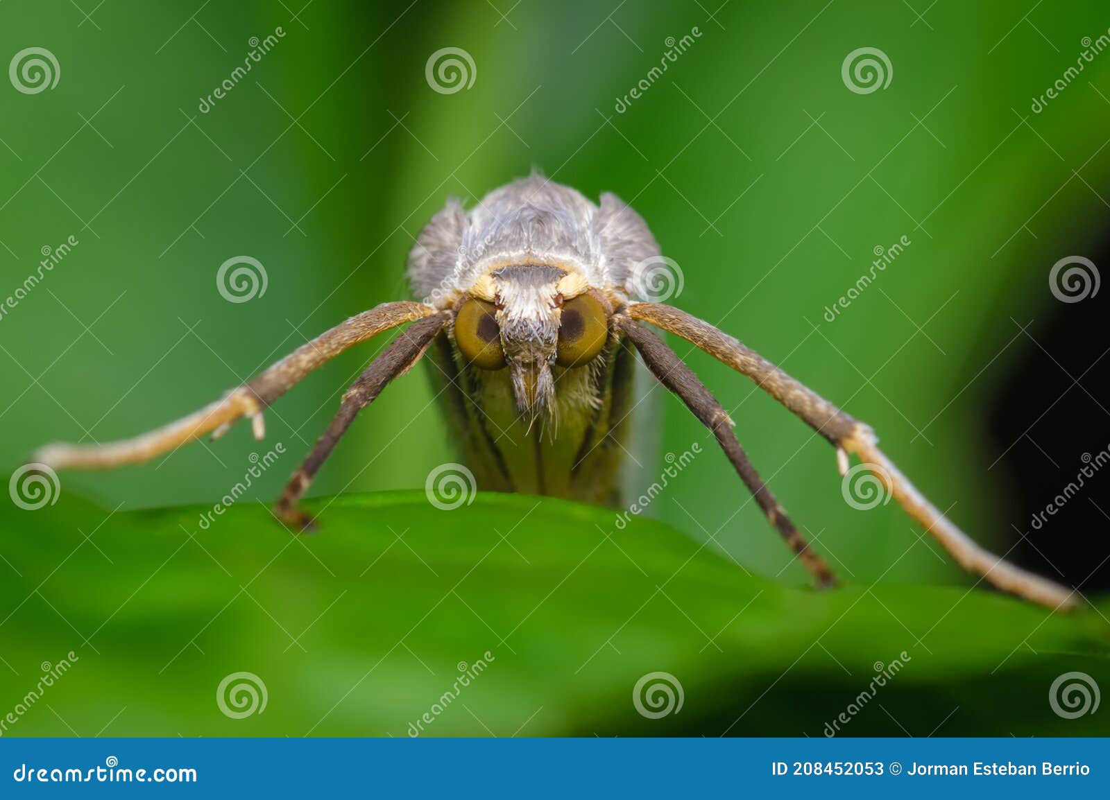 Moth Hidden between the Leaves of a Plant Stock Image - Image of insect ...