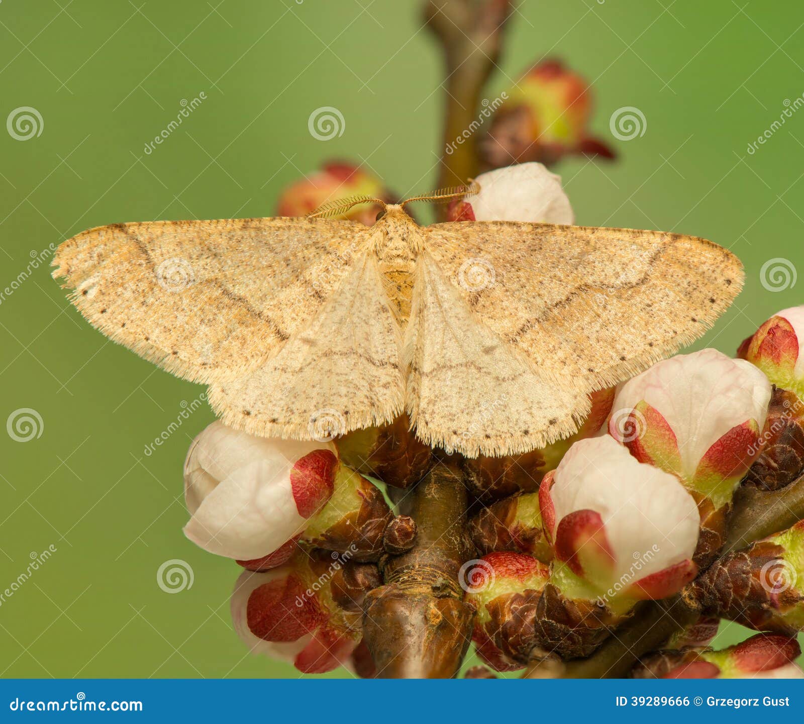 Moth stock photo. Image of wild, moths, beautiful, wings - 39289666