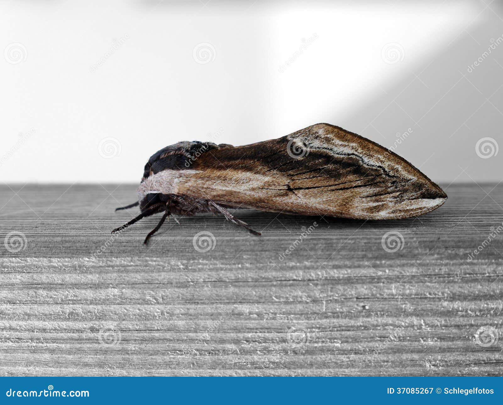 Moth insect on wood stock image. Image of dead, insect - 37085267