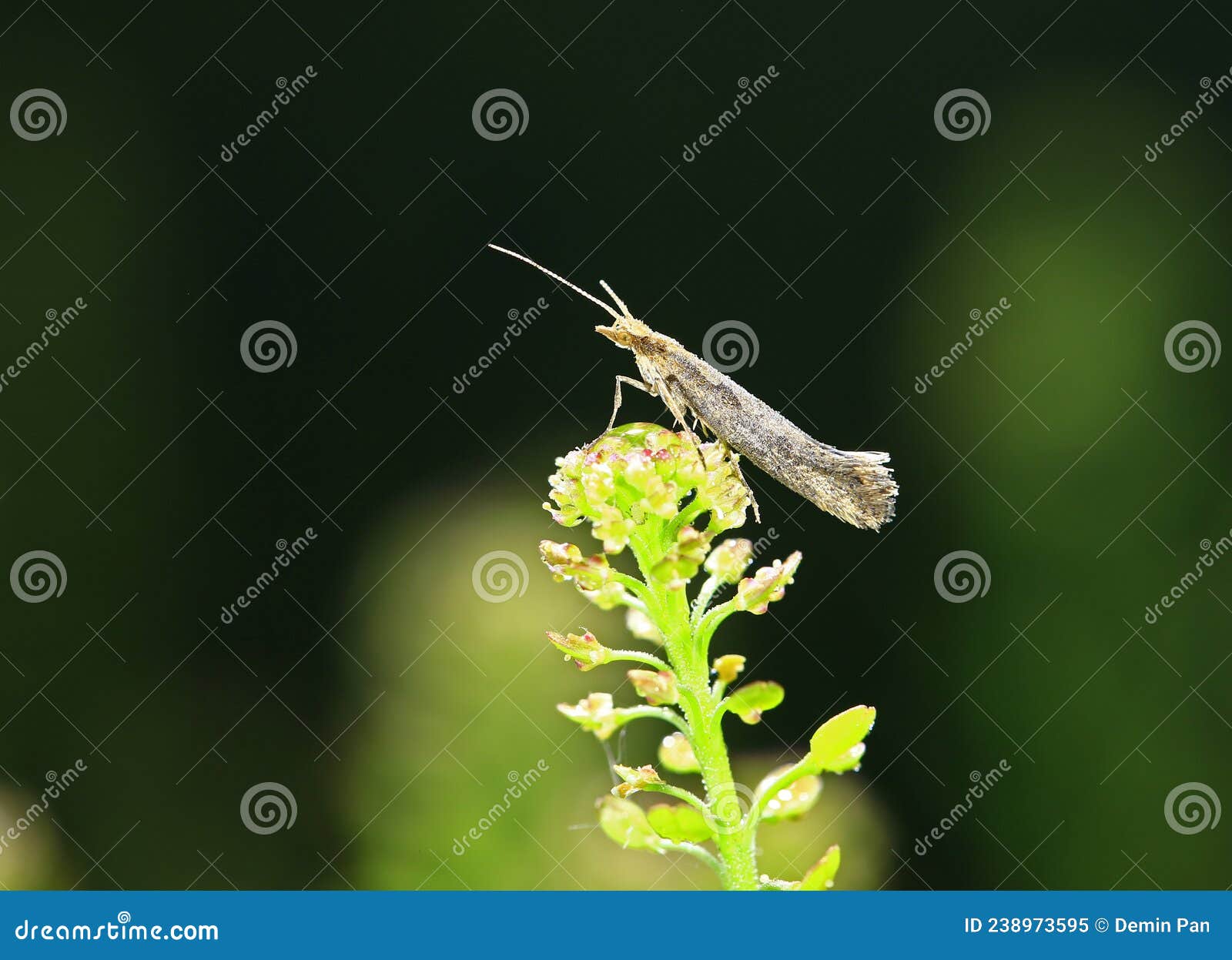 Moth insects, close-up stock image. Image of brown, feelers - 238973595