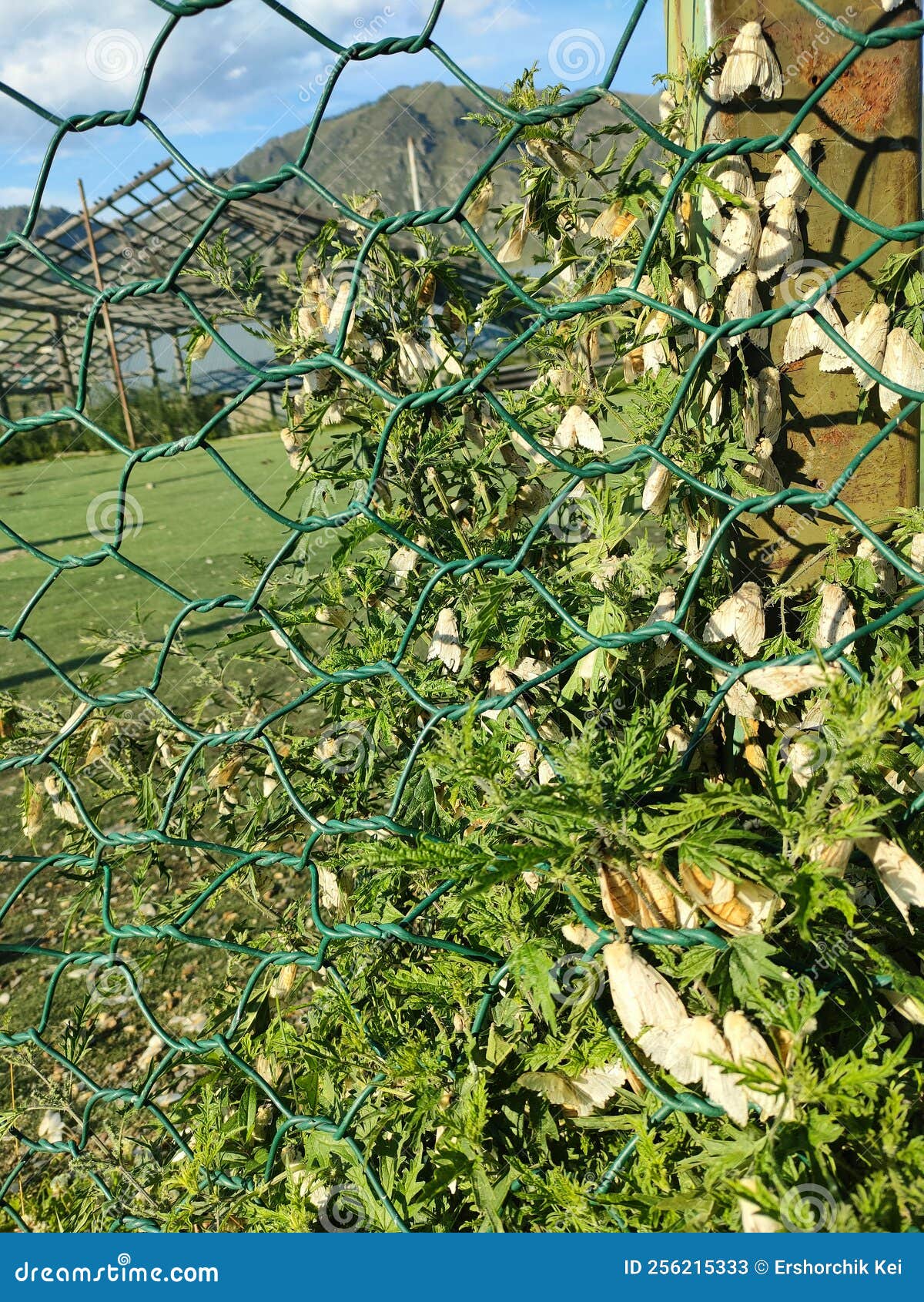 Moth invasion in village stock image. Image of woodland - 256215333