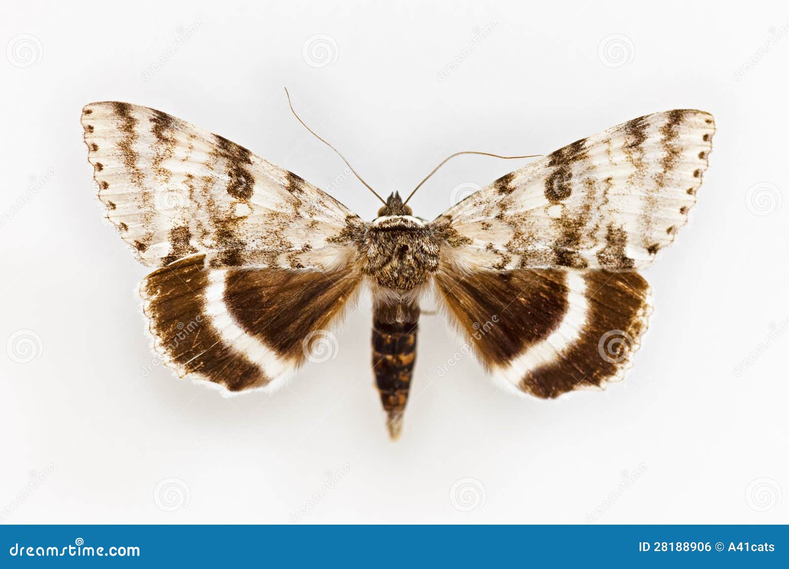 Moth Isolated on White Background Stock Photo - Image of antenna, hairy ...