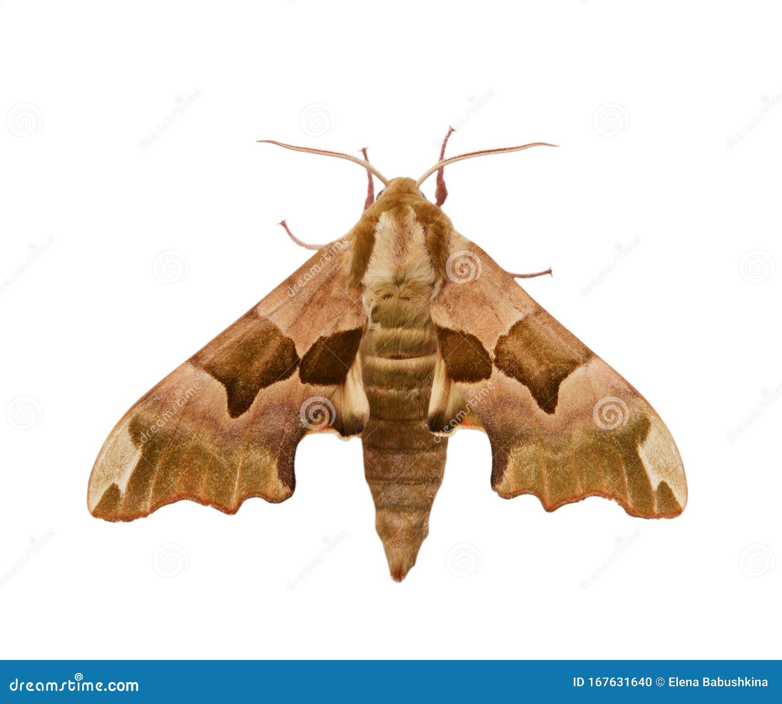 Moth Isolated On Black Background. Generative AI Clipart Stock Image ...