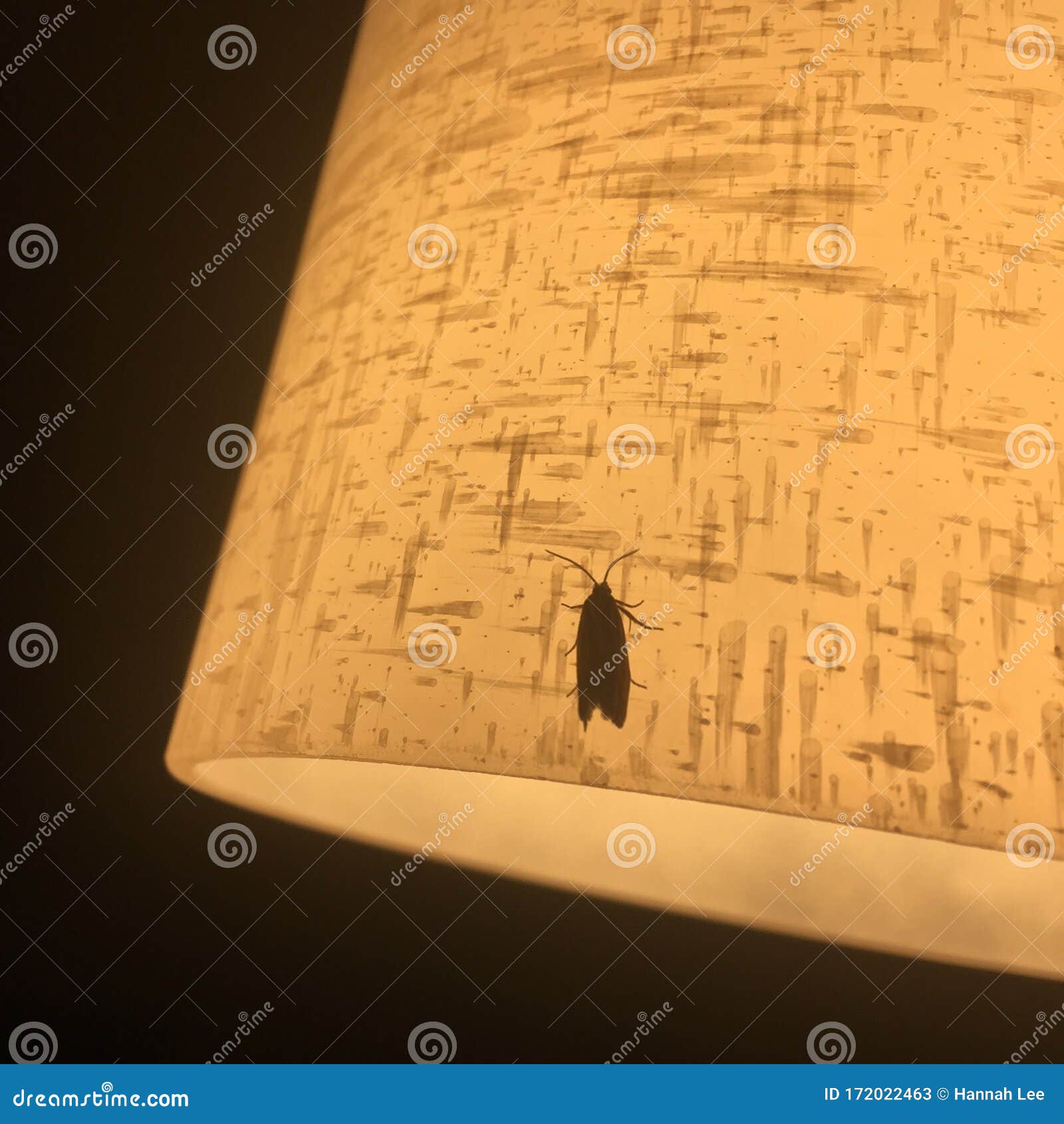 Moth on a Lamp stock image. Image of lamps, attracted - 172022463