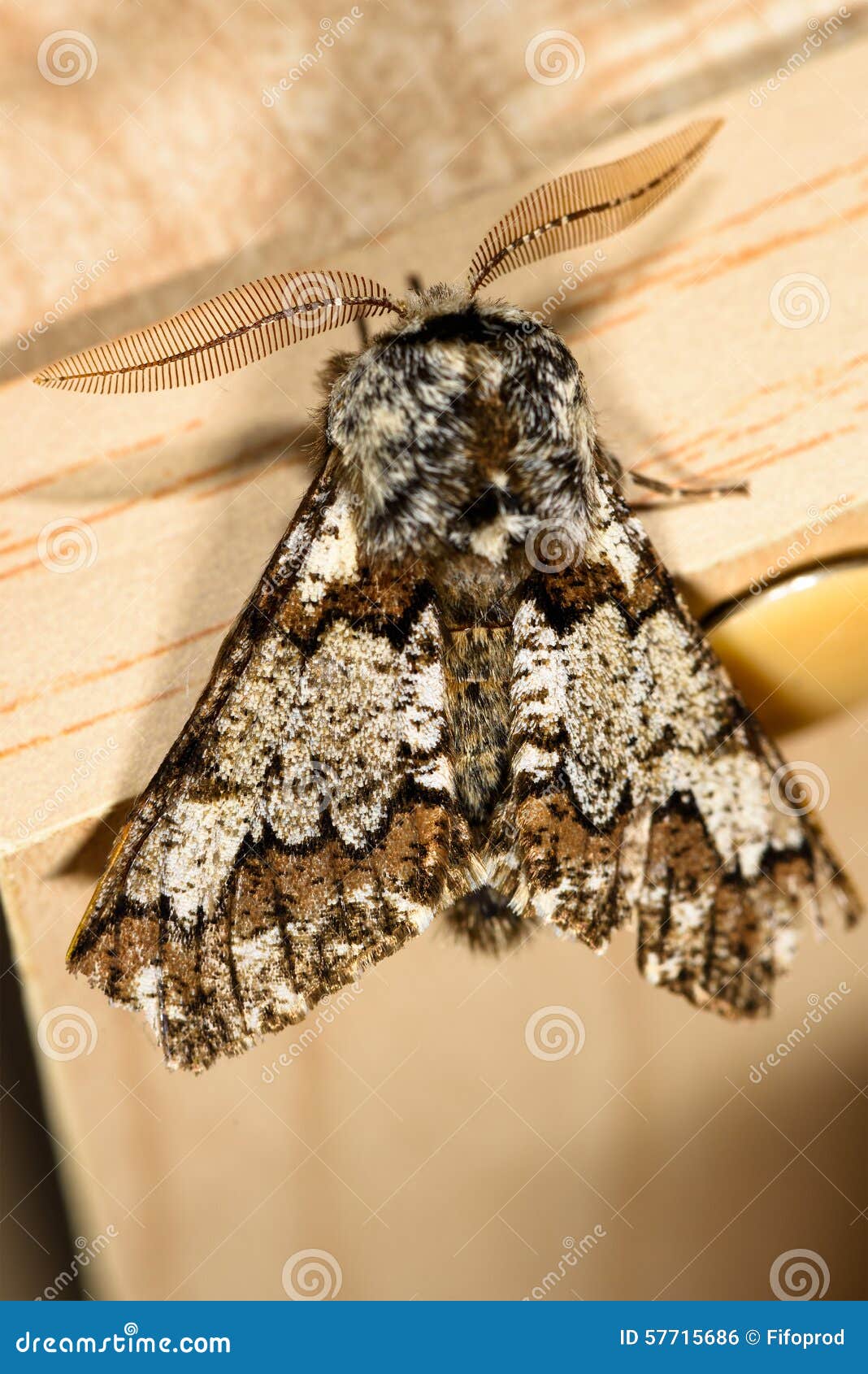Moth with Large Antenna Resting on a Wooden Box Stock Photo - Image of ...