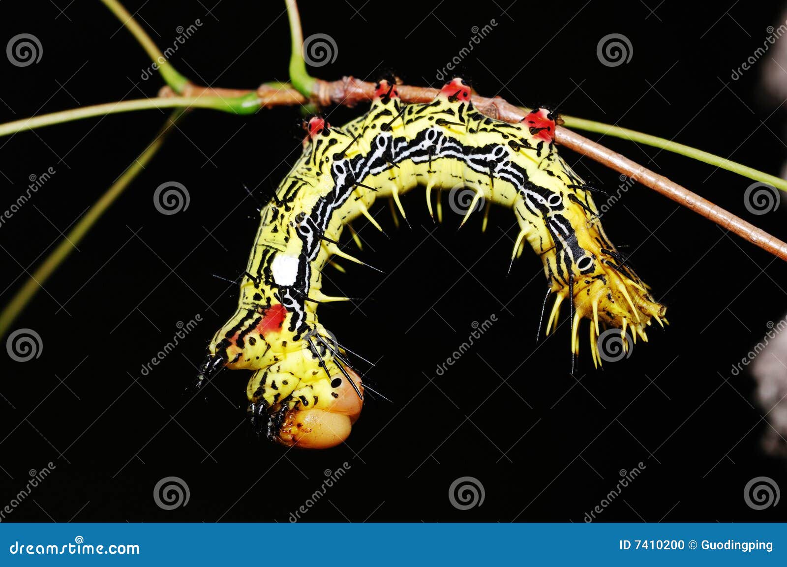 Moth larva stock photo. Image of aciculate, larva, insect - 7410200
