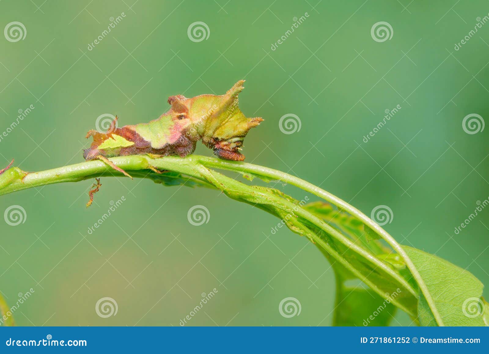 Moth larva stock photo. Image of grub, wild, insects - 271861252