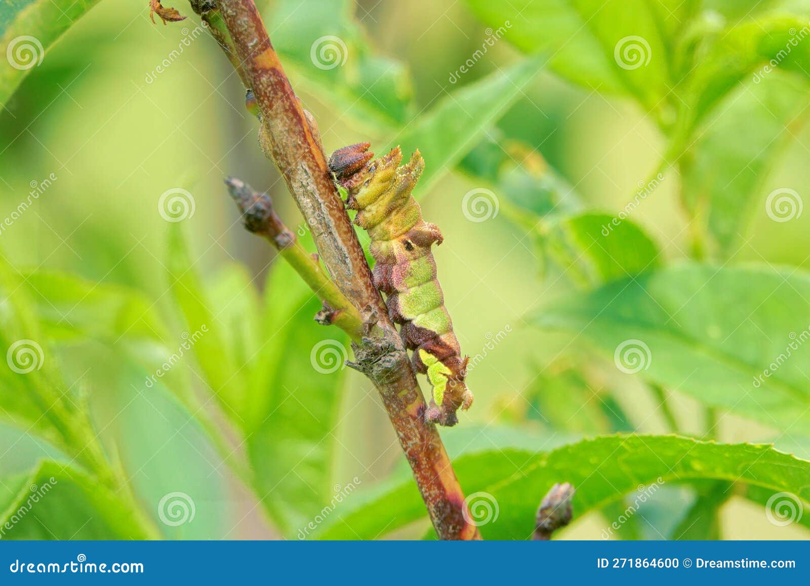 Moth Larva Stock Image | CartoonDealer.com #271863265