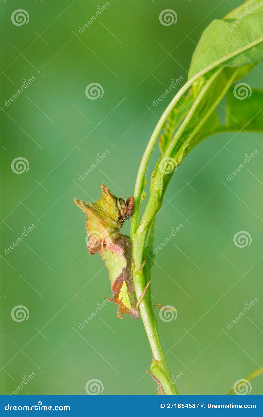 Moth Larva Stock Image | CartoonDealer.com #271863265