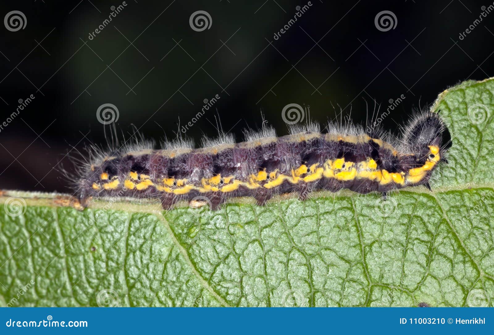 Moth Larvae Feeding on Leaf. Stock Photo - Image of multi, invertebrate ...