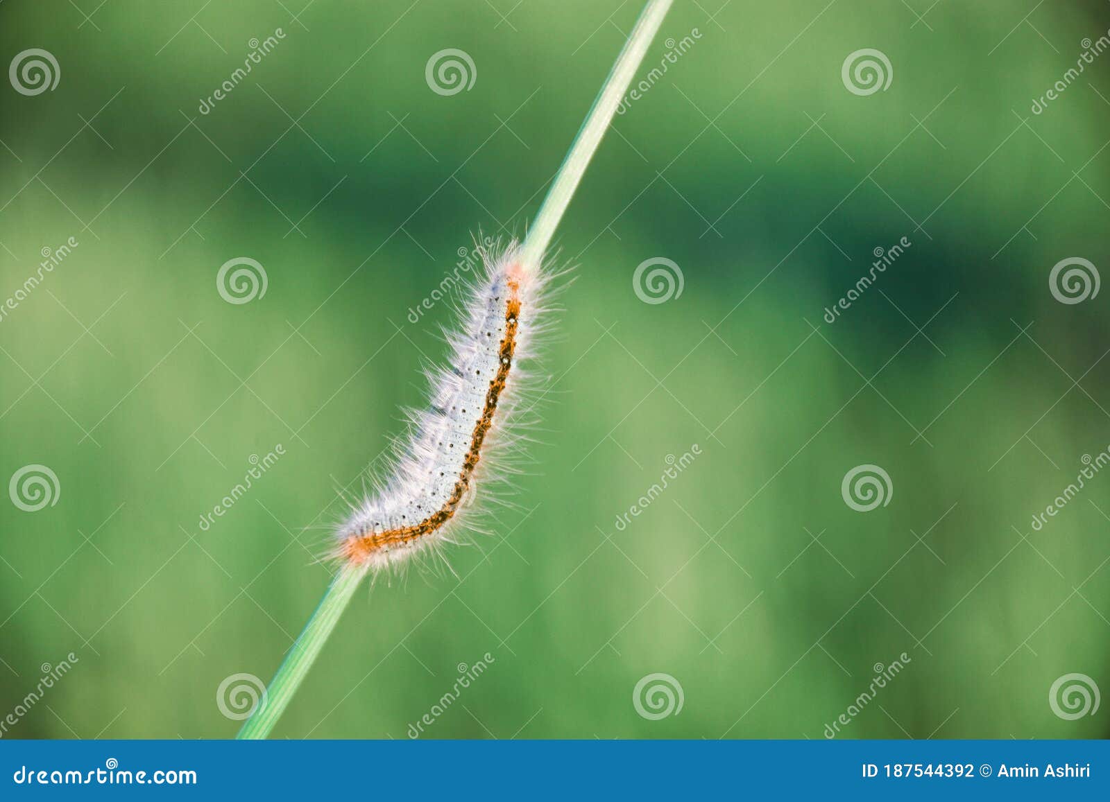 Moth larvae stock photo. Image of adulthood, moths, long - 187544392