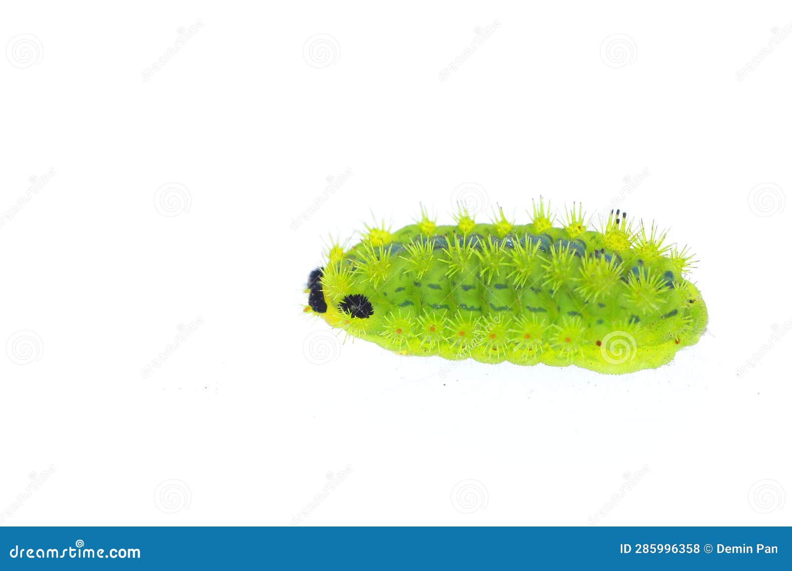 Moth Larvae in the White Background Stock Photo - Image of isolation ...