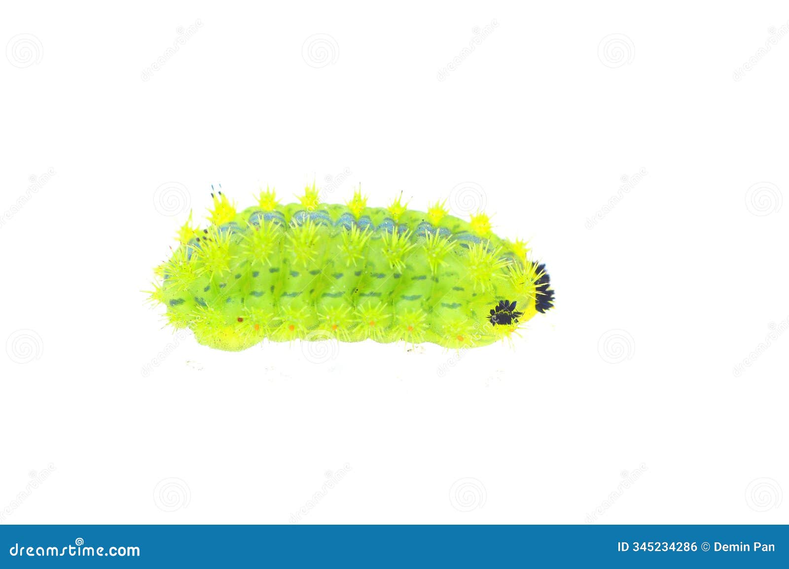 Set With Silk Worms And Moth Royalty-Free Cartoon | CartoonDealer.com ...