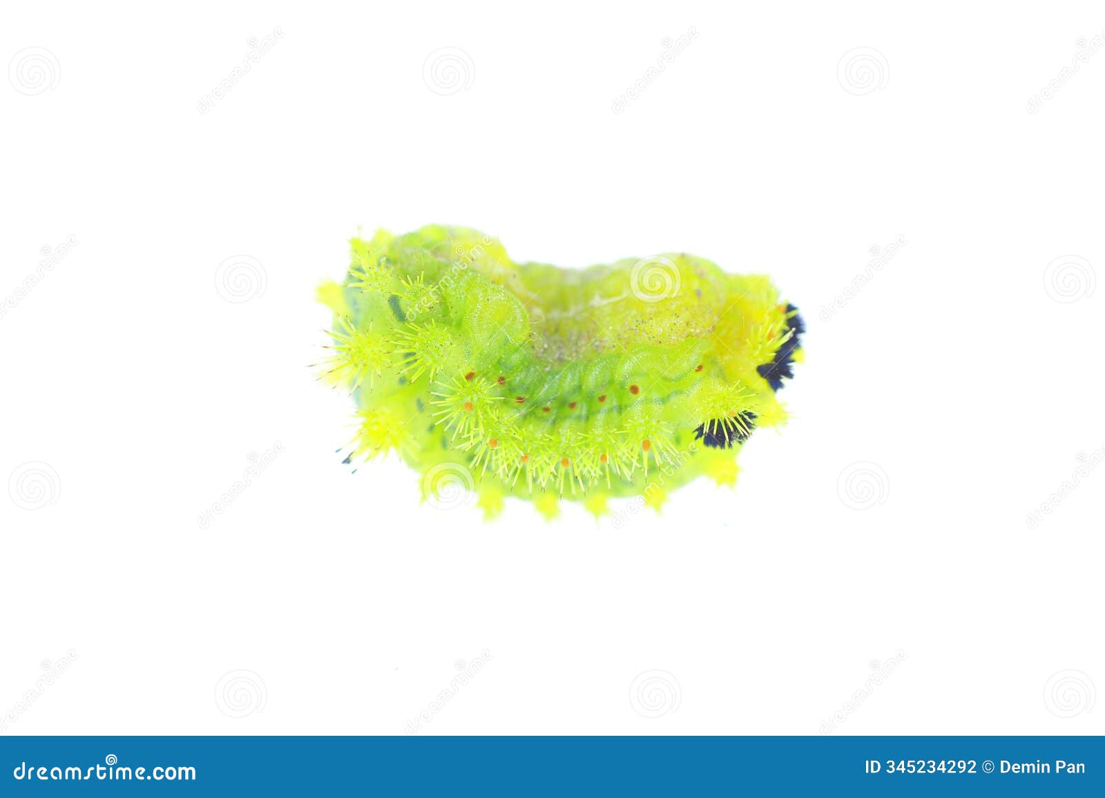 Set With Silk Worms And Moth Royalty-Free Cartoon | CartoonDealer.com ...