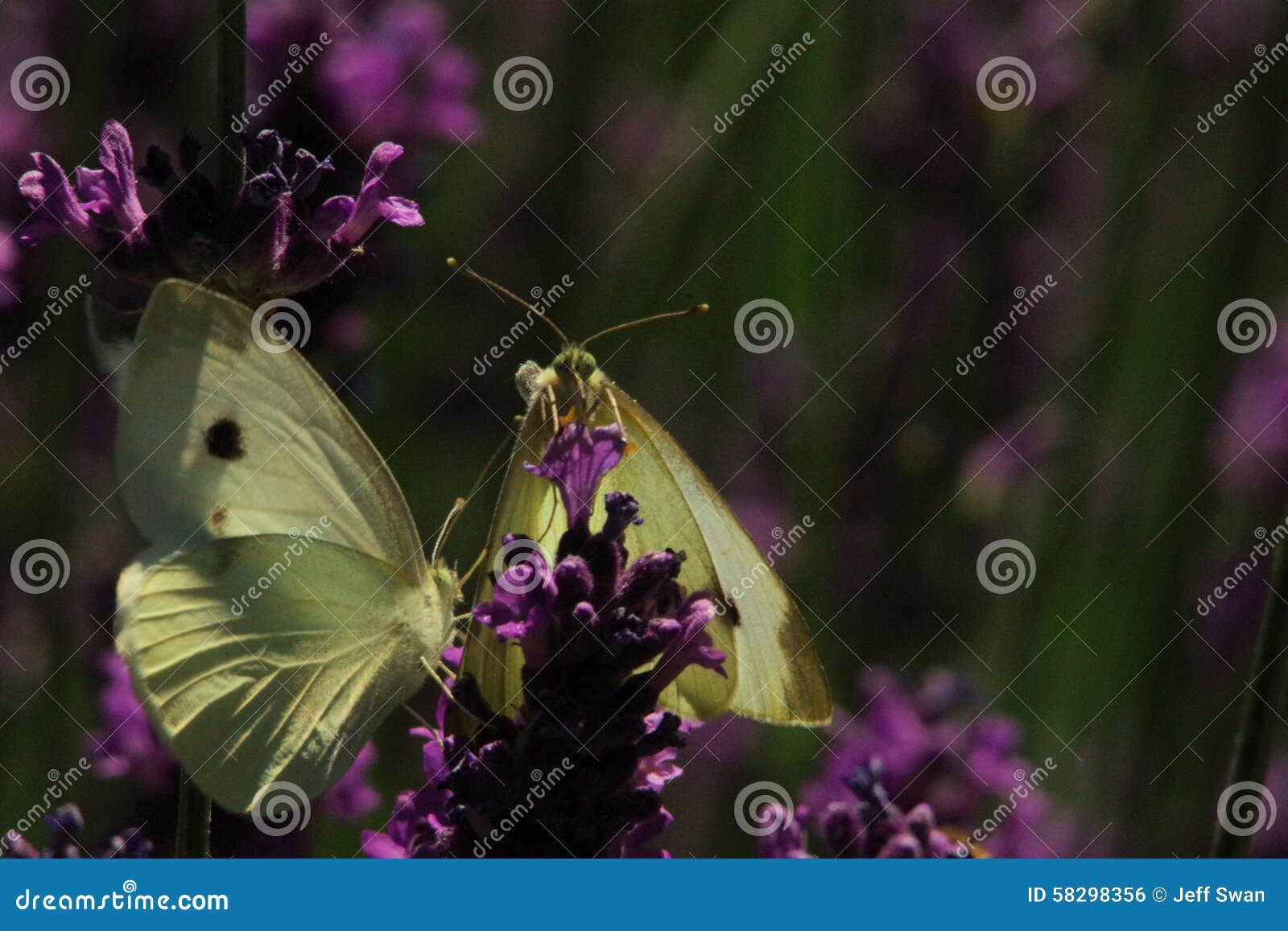 Moth in Lavender stock photo. Image of bloom, lavender - 58298356