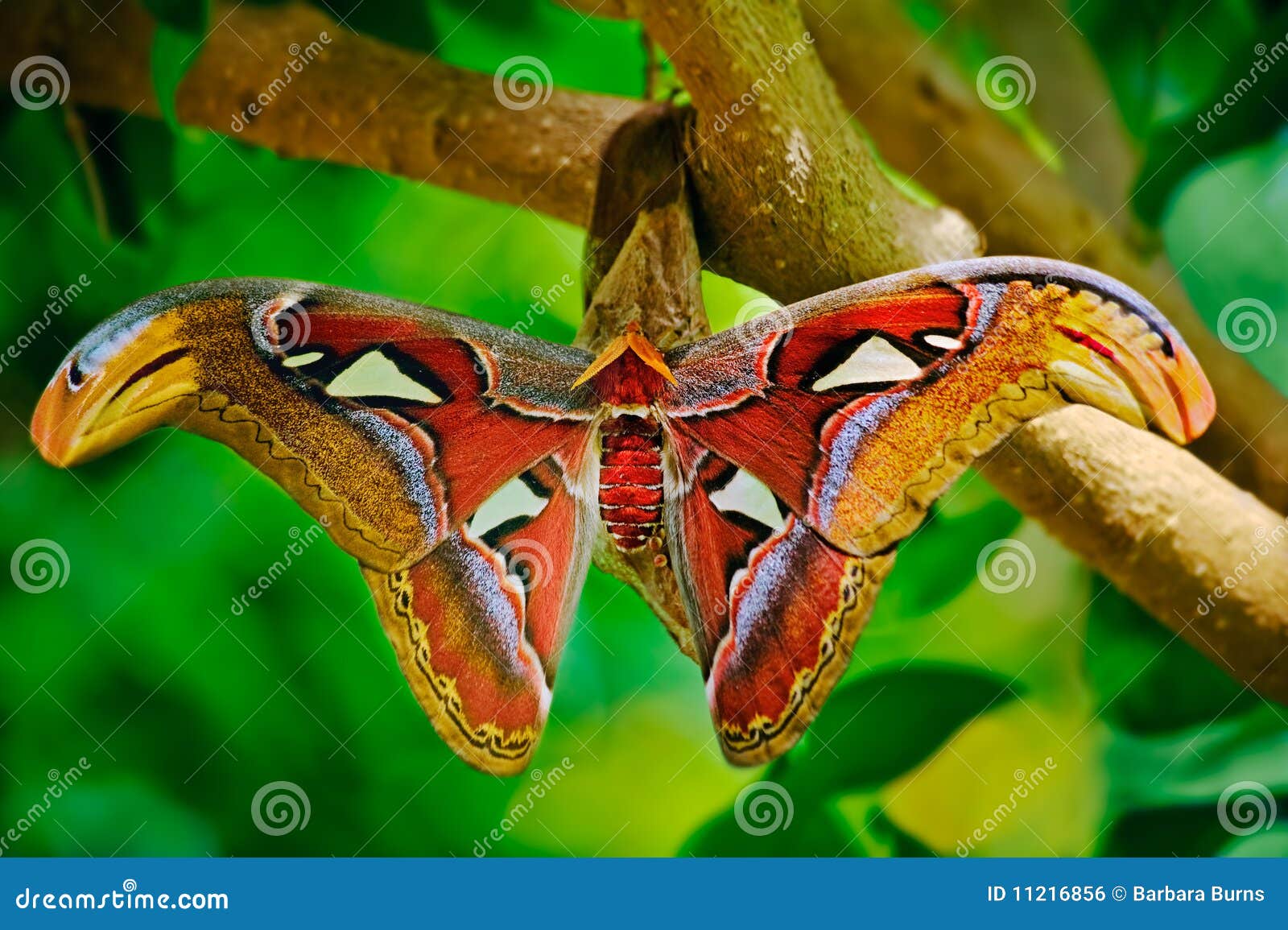 Moth Laying Eggs stock photo. Image of magnificent, magnificence - 11216856