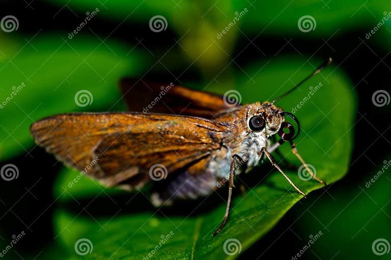 Moth on a leaf stock image. Image of closeup, moth, nature - 78371185