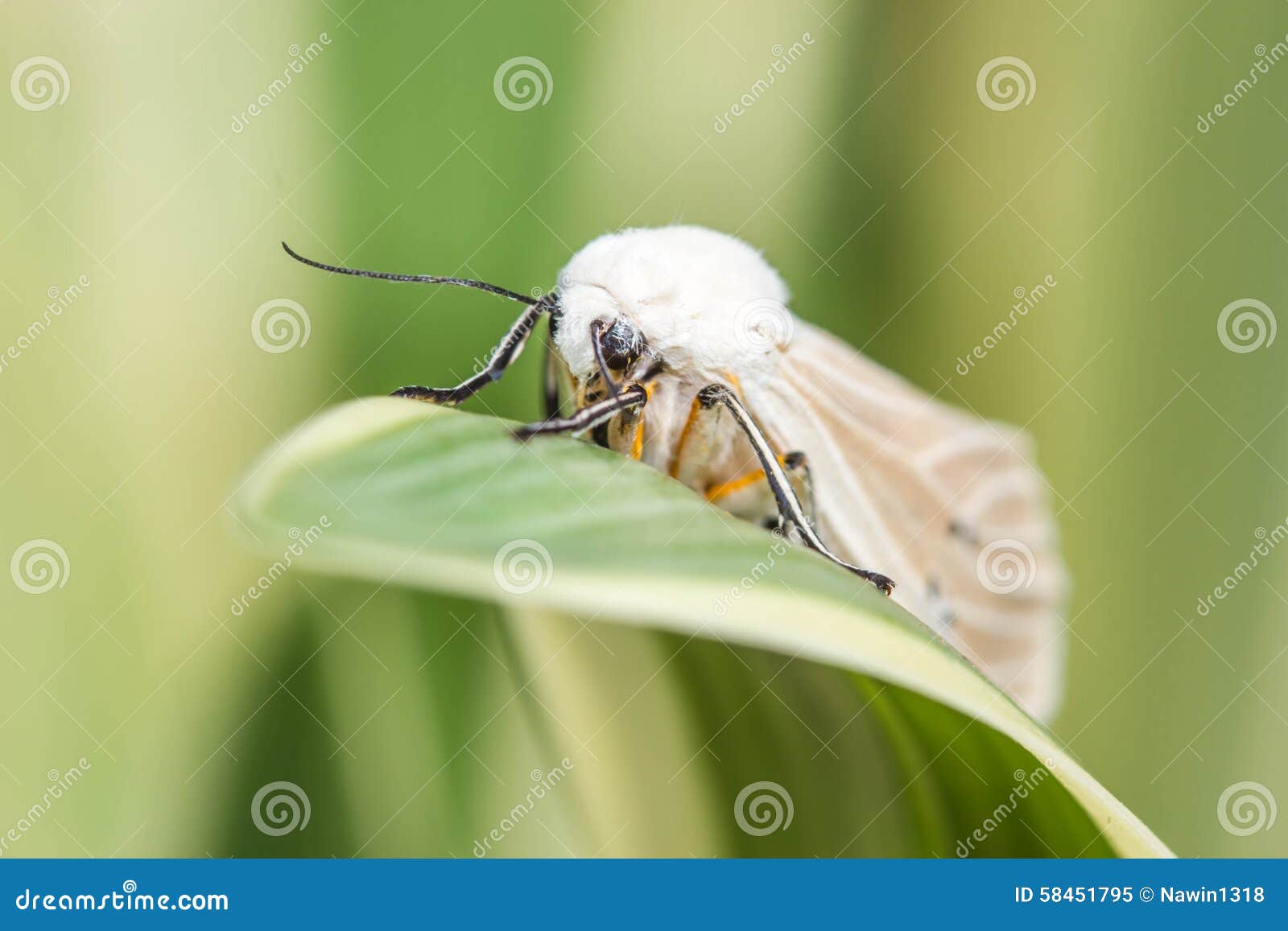 Moth on leaf stock image. Image of insect, white, nature - 58451795