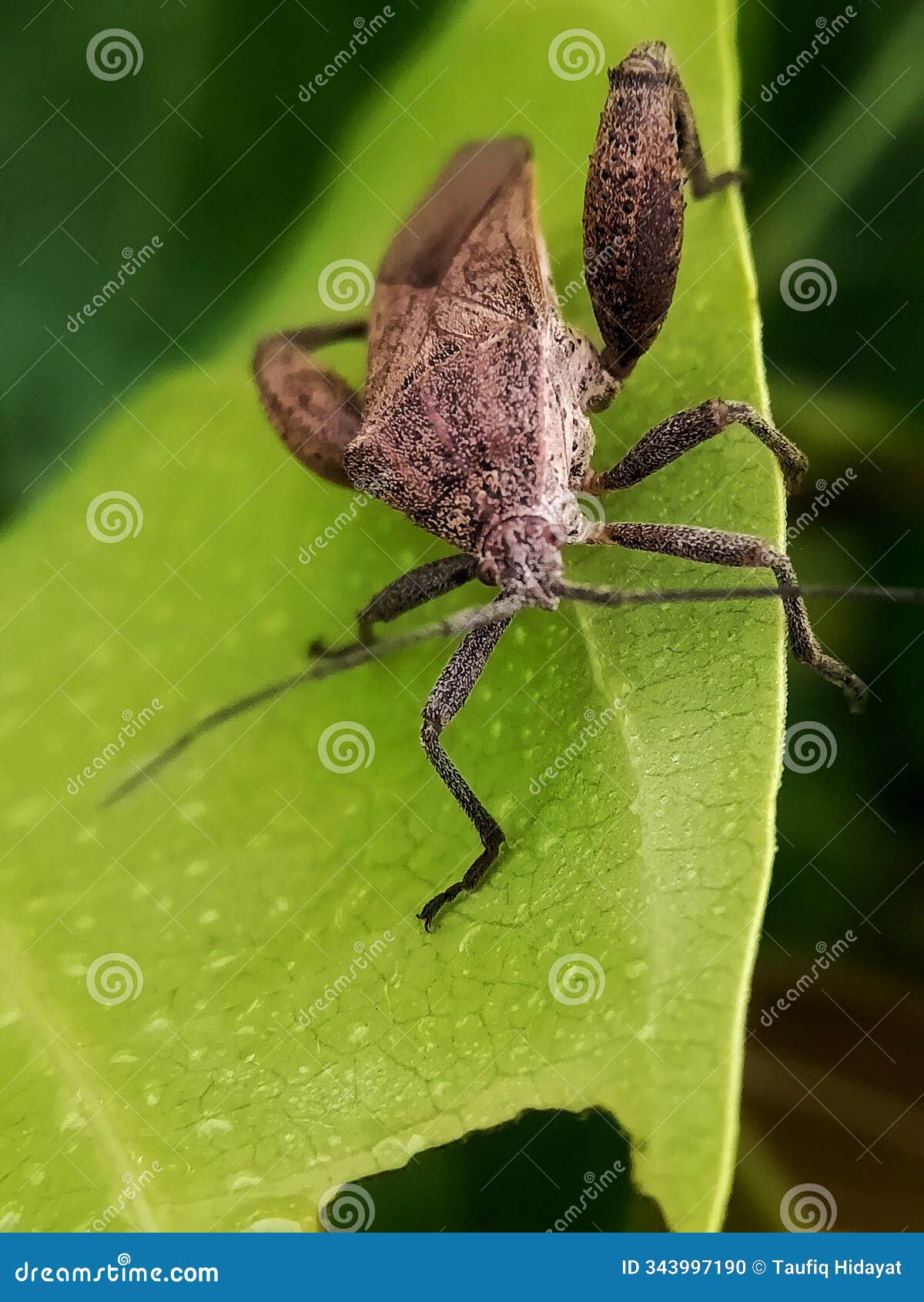 Moth Animal Of Class Insecta (insects Stock Image | CartoonDealer.com ...