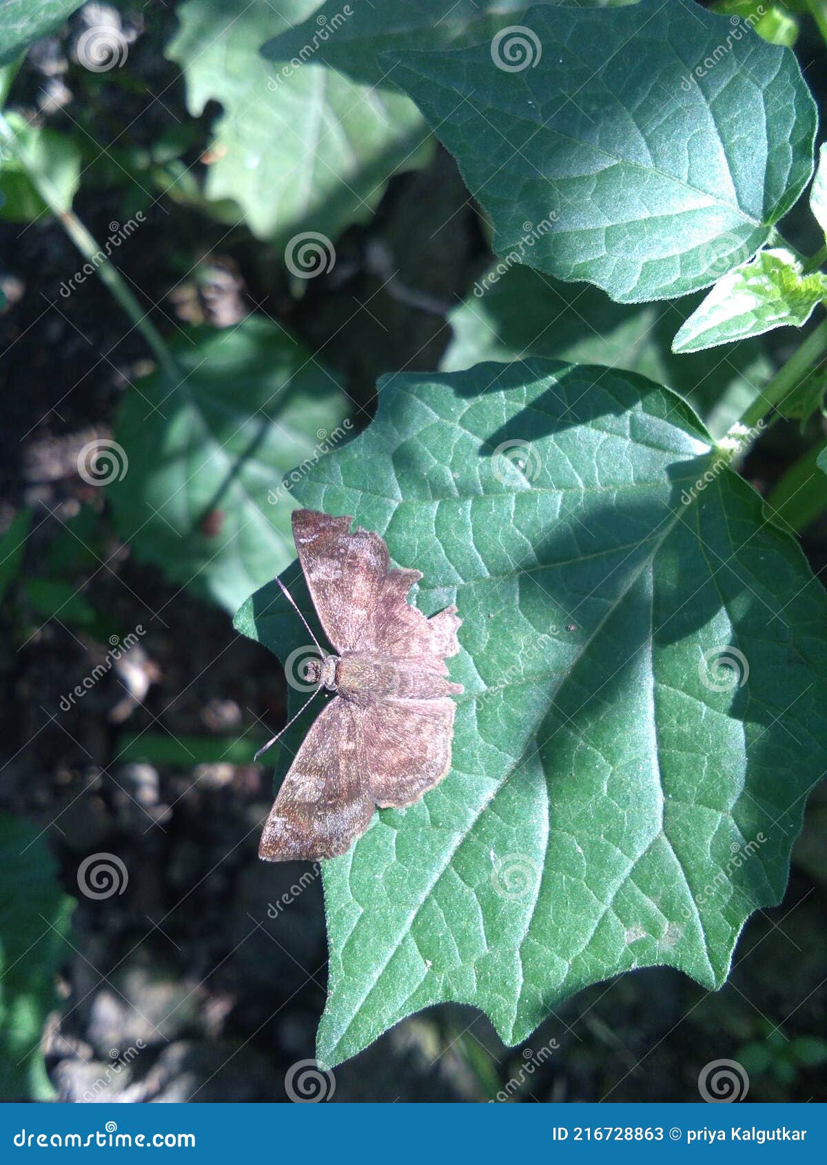 Moth on leaf stock image. Image of nature, food, invertebrate - 216728863