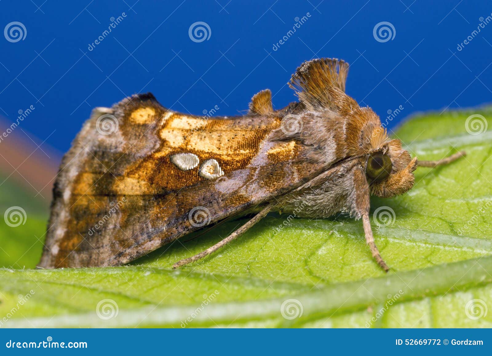 Moth on leaf stock photo. Image of leaf, ready, insects - 52669772