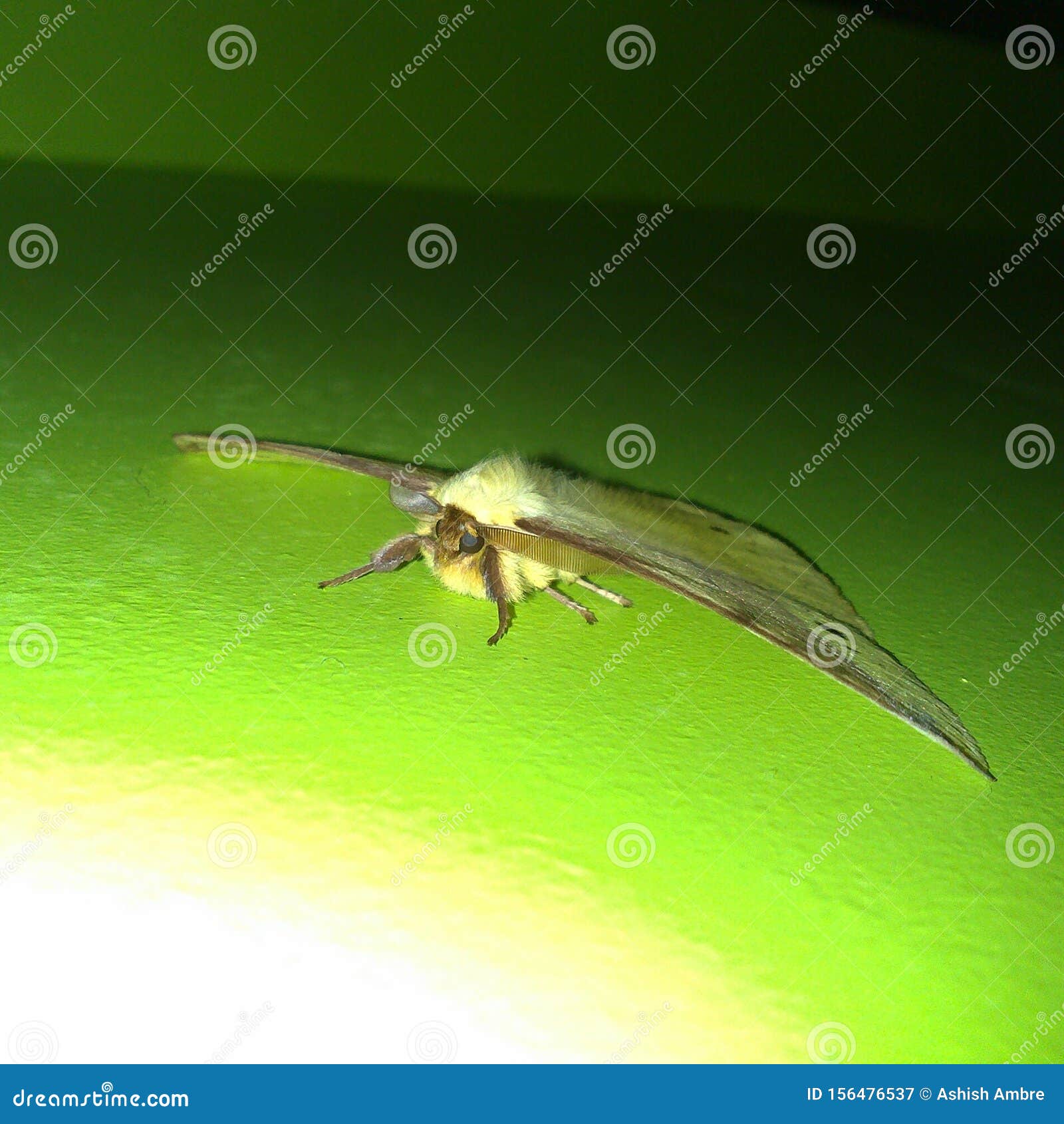 Moth and light stock image. Image of light, lamp, insect - 156476537