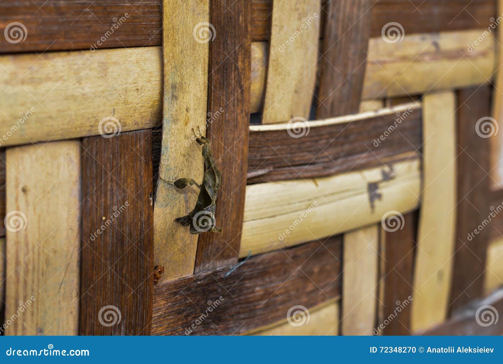 Moth, Like a the Leaf Sitting (Sumatra, Indonesia) Stock Photo - Image ...