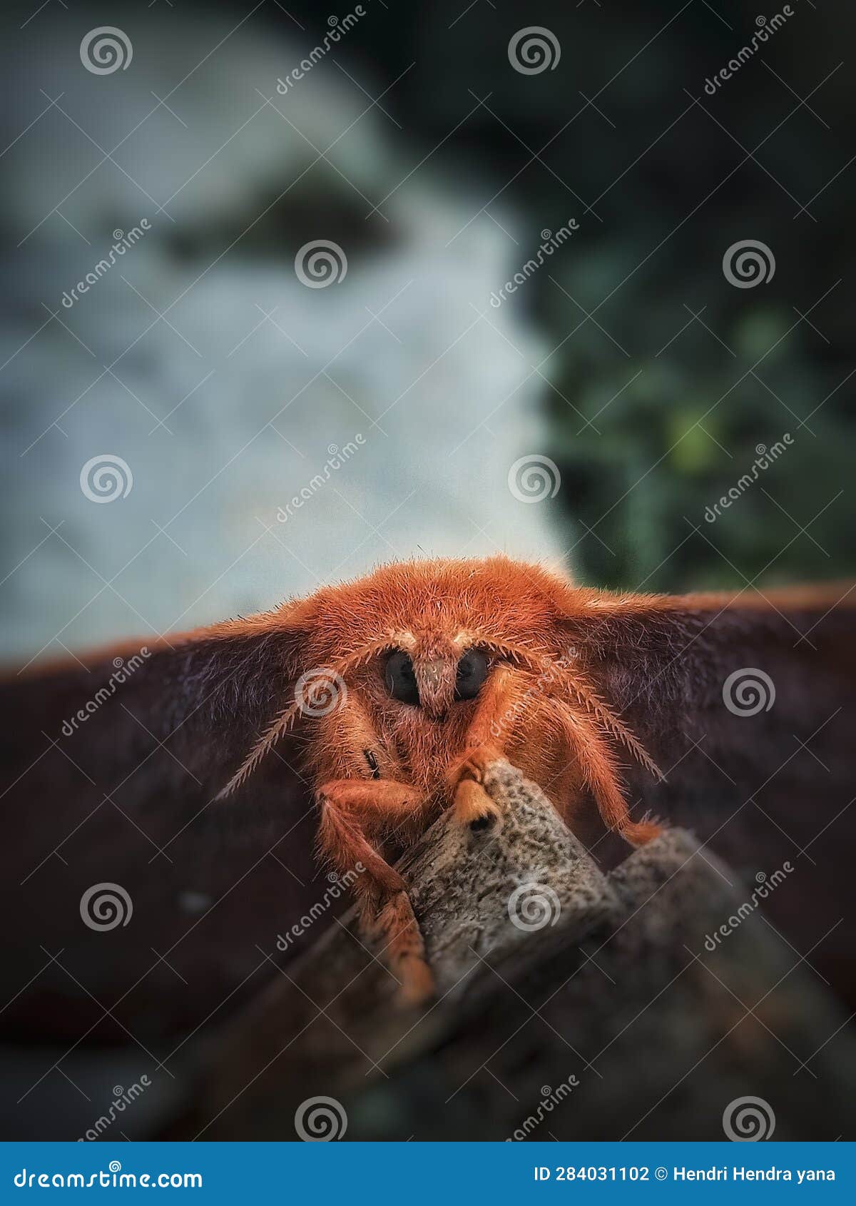 A Moth is Looking at the Camera,shot on Smartphone Stock Photo - Image ...