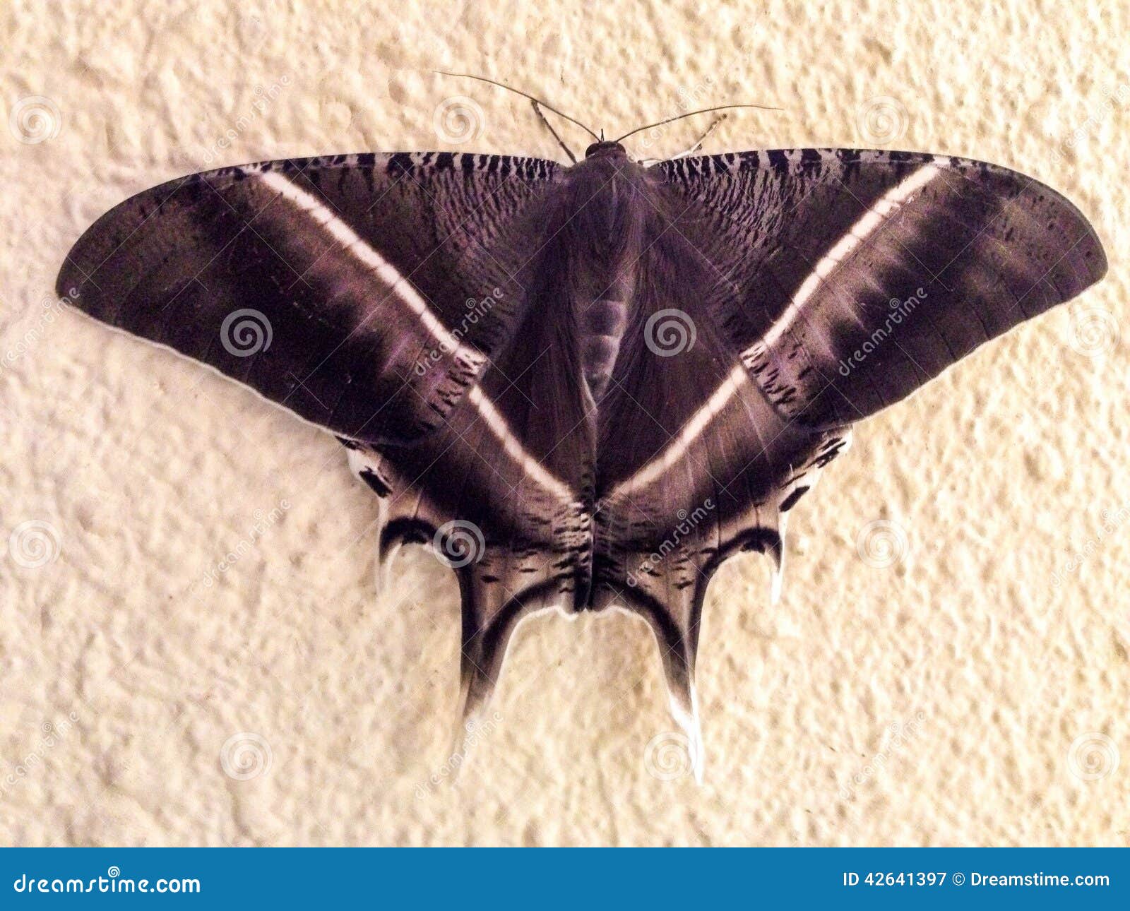 Moth stock image. Image of zampa, wingspan, moth, swallowtail - 42641397
