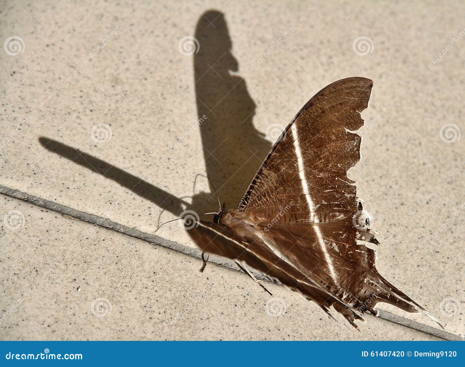 Moth stock photo. Image of shadow, moth, hairy, life - 61407420