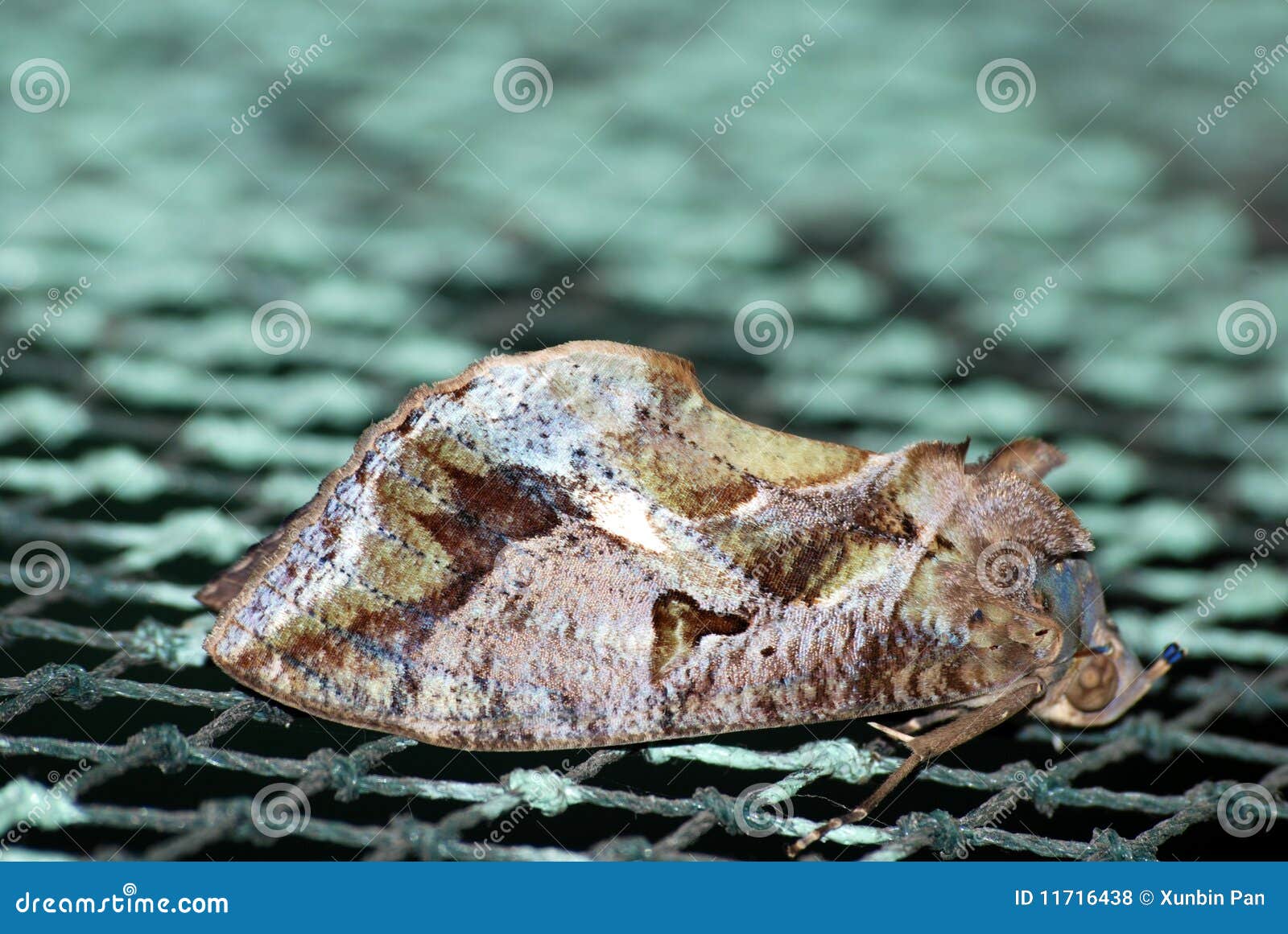 Moth macro stock photo. Image of grey, animals, detail - 11716438