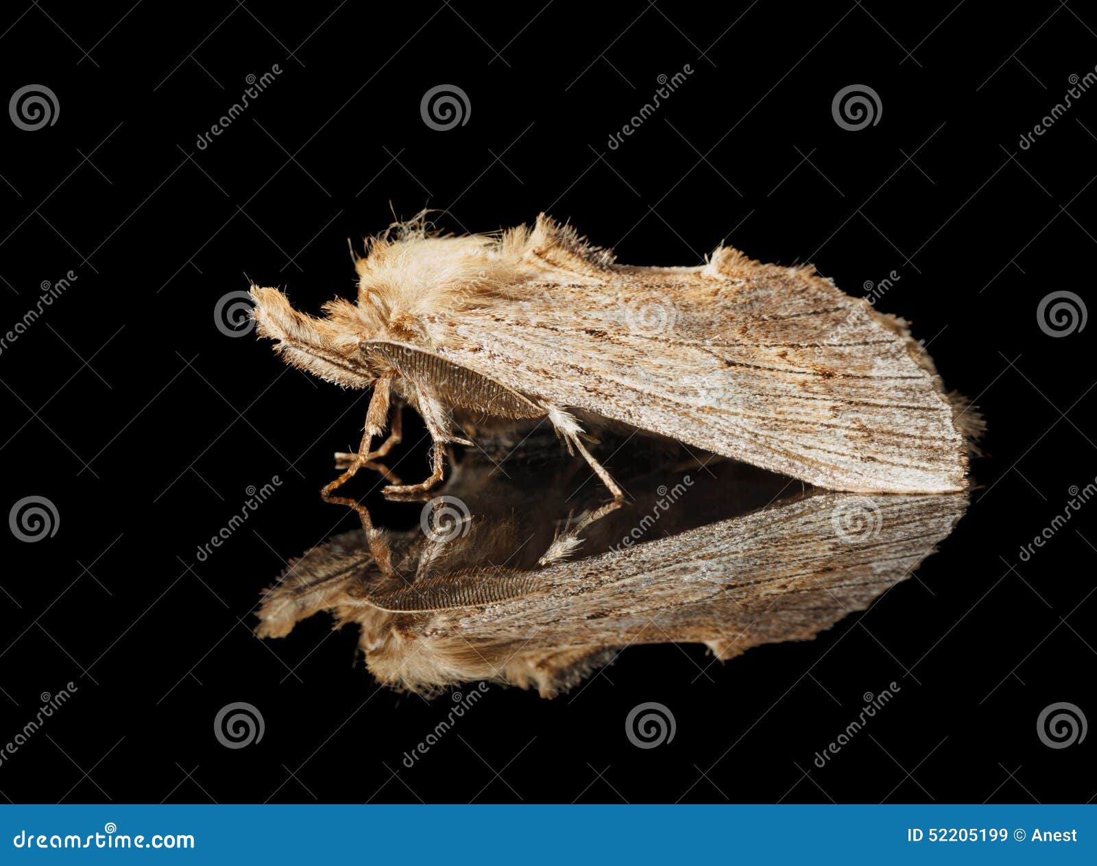 Moth stock image. Image of feelers, brown, fuzz, creature - 52205199