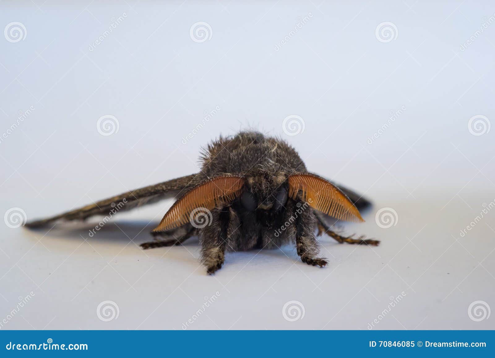 Moth stock image. Image of macro, shot, white, black - 70846085