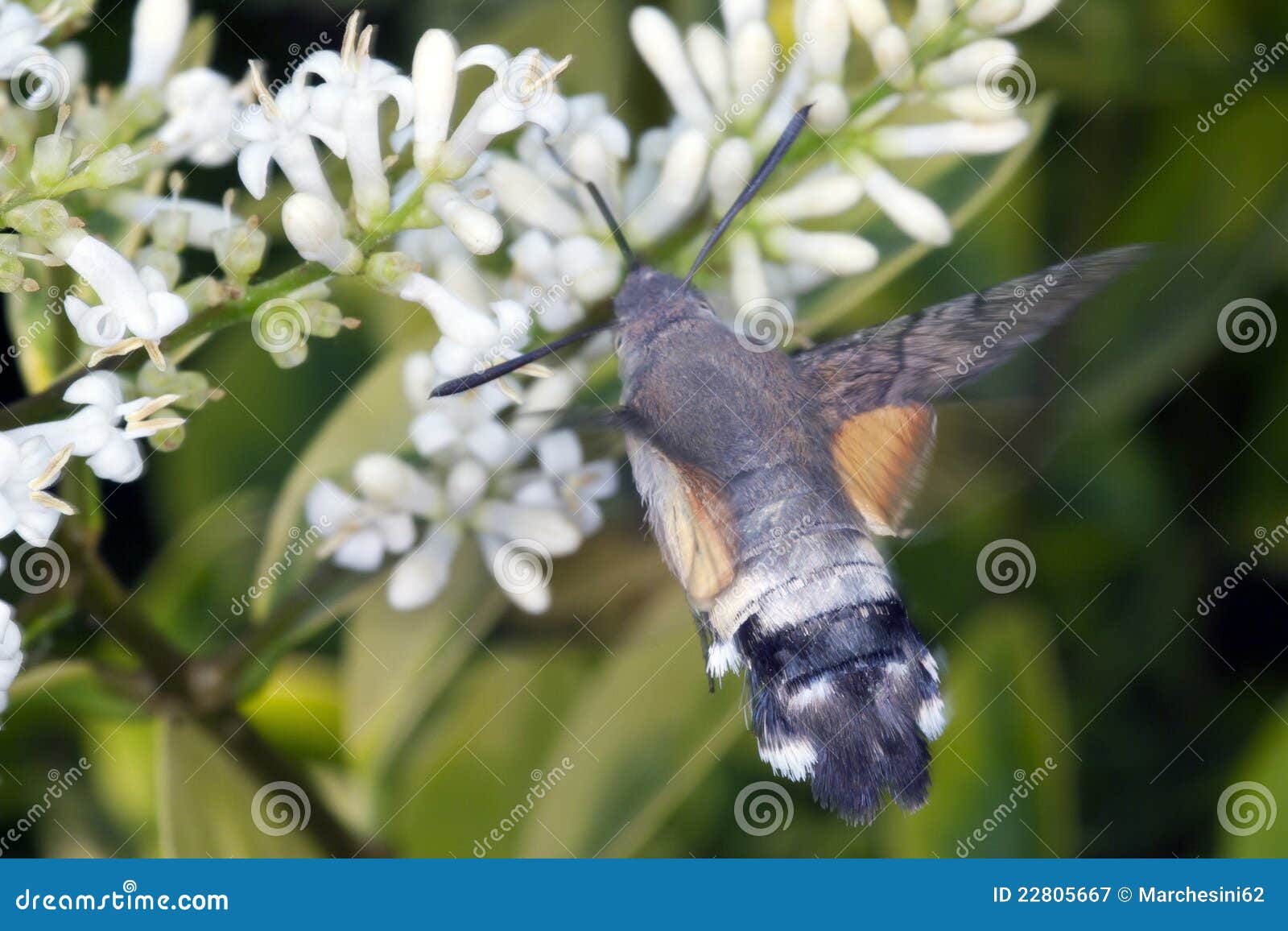 Moth Macroglossum Stellatarum Stock Image - Image of nature, green ...
