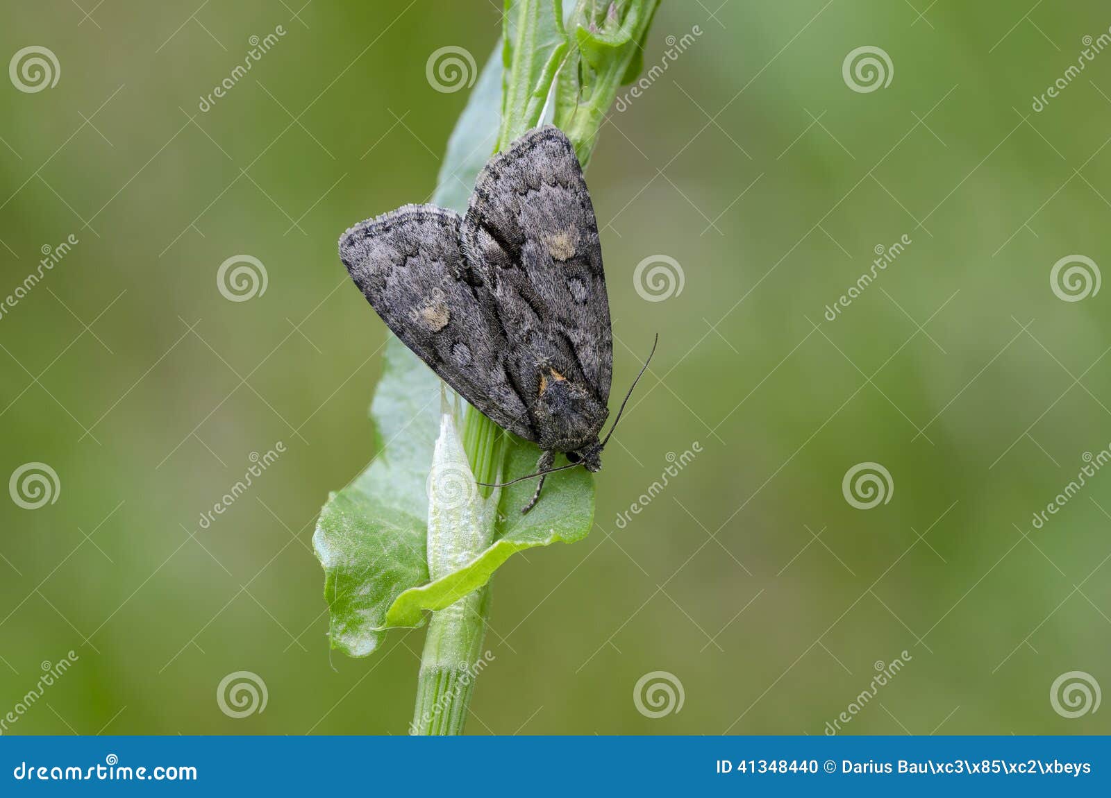 Moth stock photo. Image of detail, strigosa, beautiful - 41348440